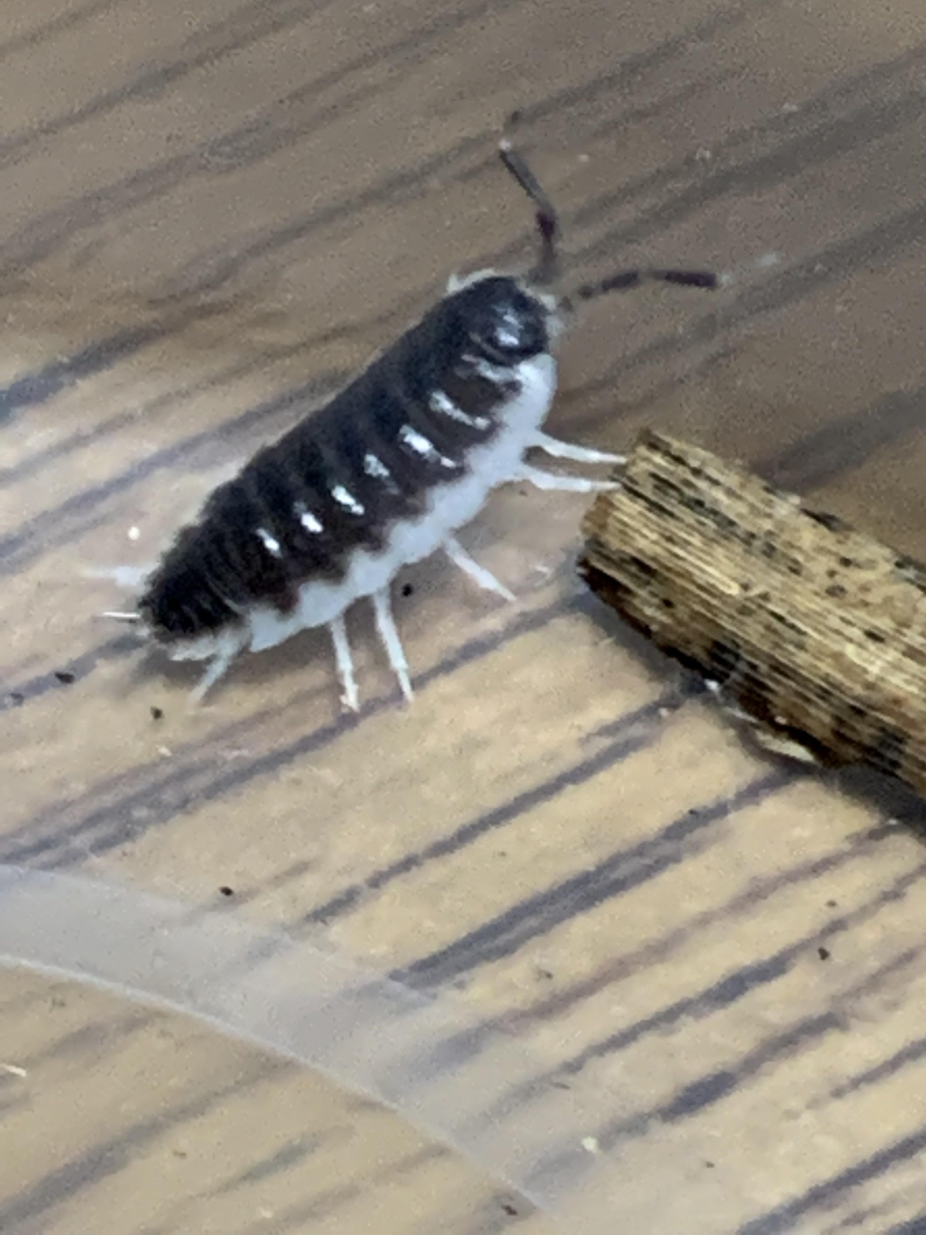 ID this invader | Scrolller