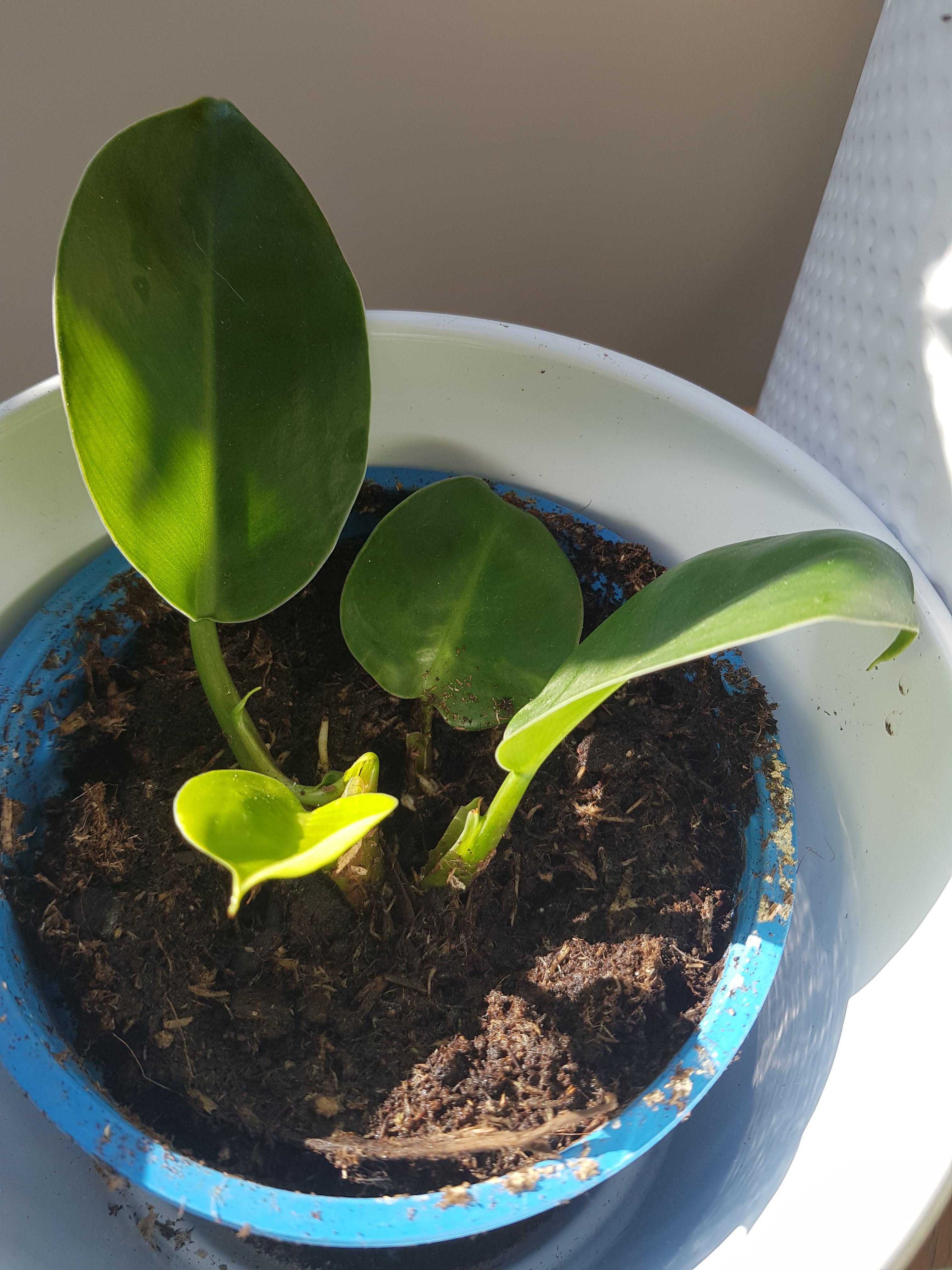 Identification: which plant is this? | Scrolller