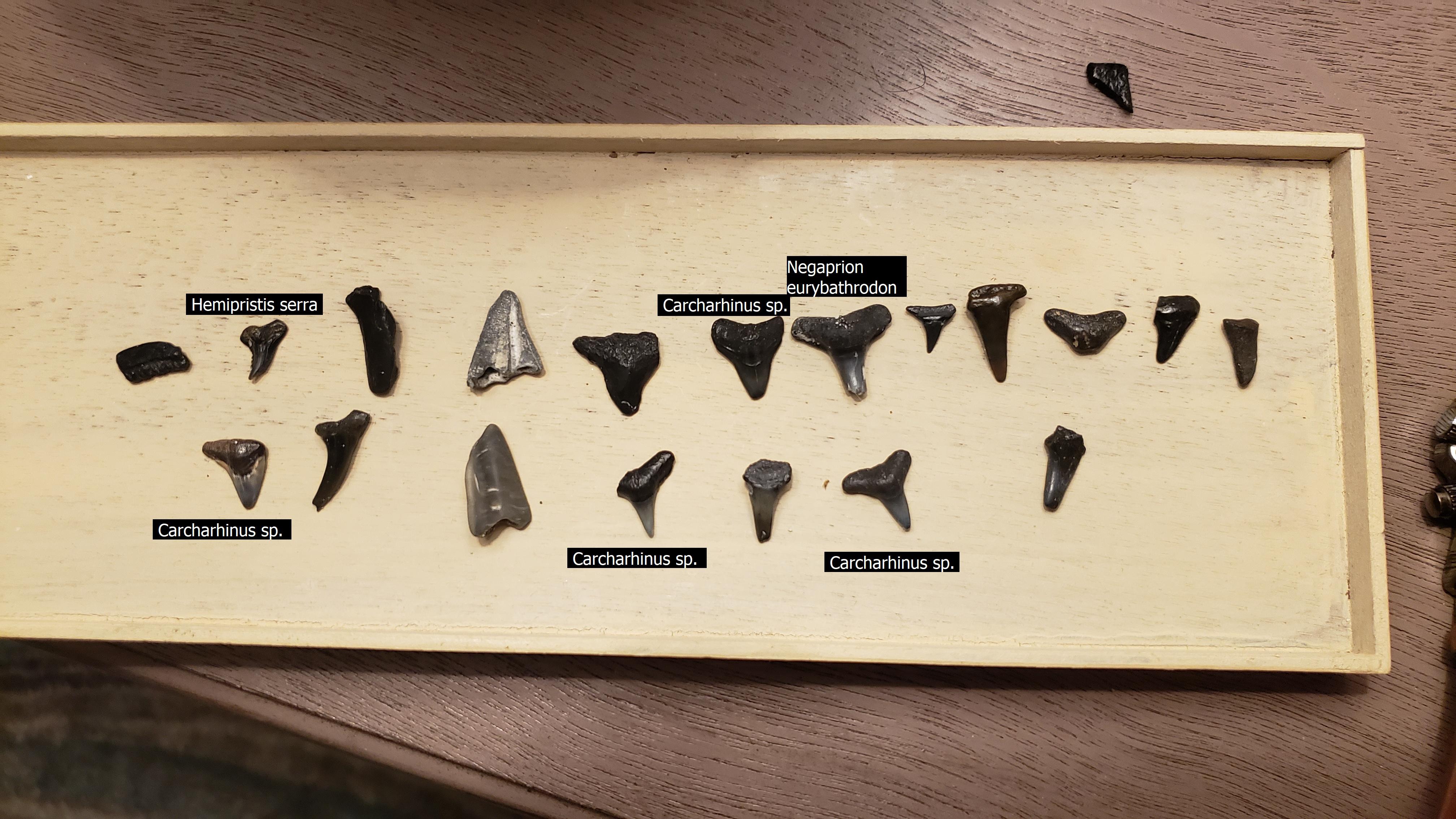 Identifying some shark teeth finds | Scrolller