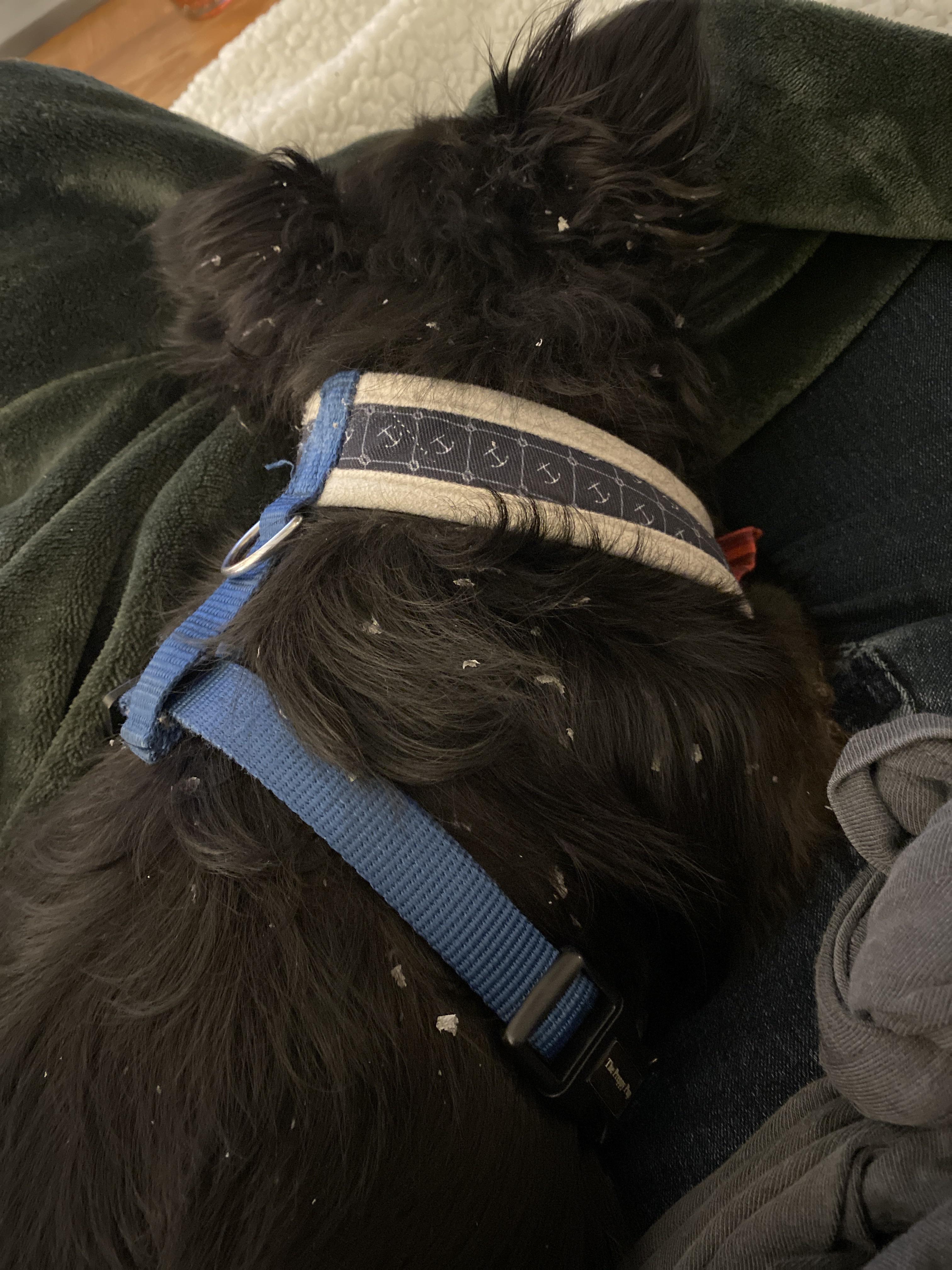 If anyone has ever wondered what seb derm looks like in dogs.. 😦 | Scrolller