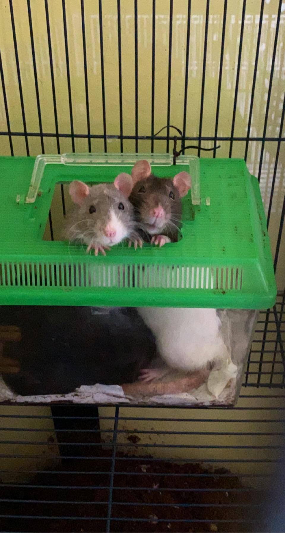 If rats took couples photos ️ | Scrolller