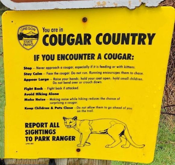 If you encounter a Cougar. | Scrolller