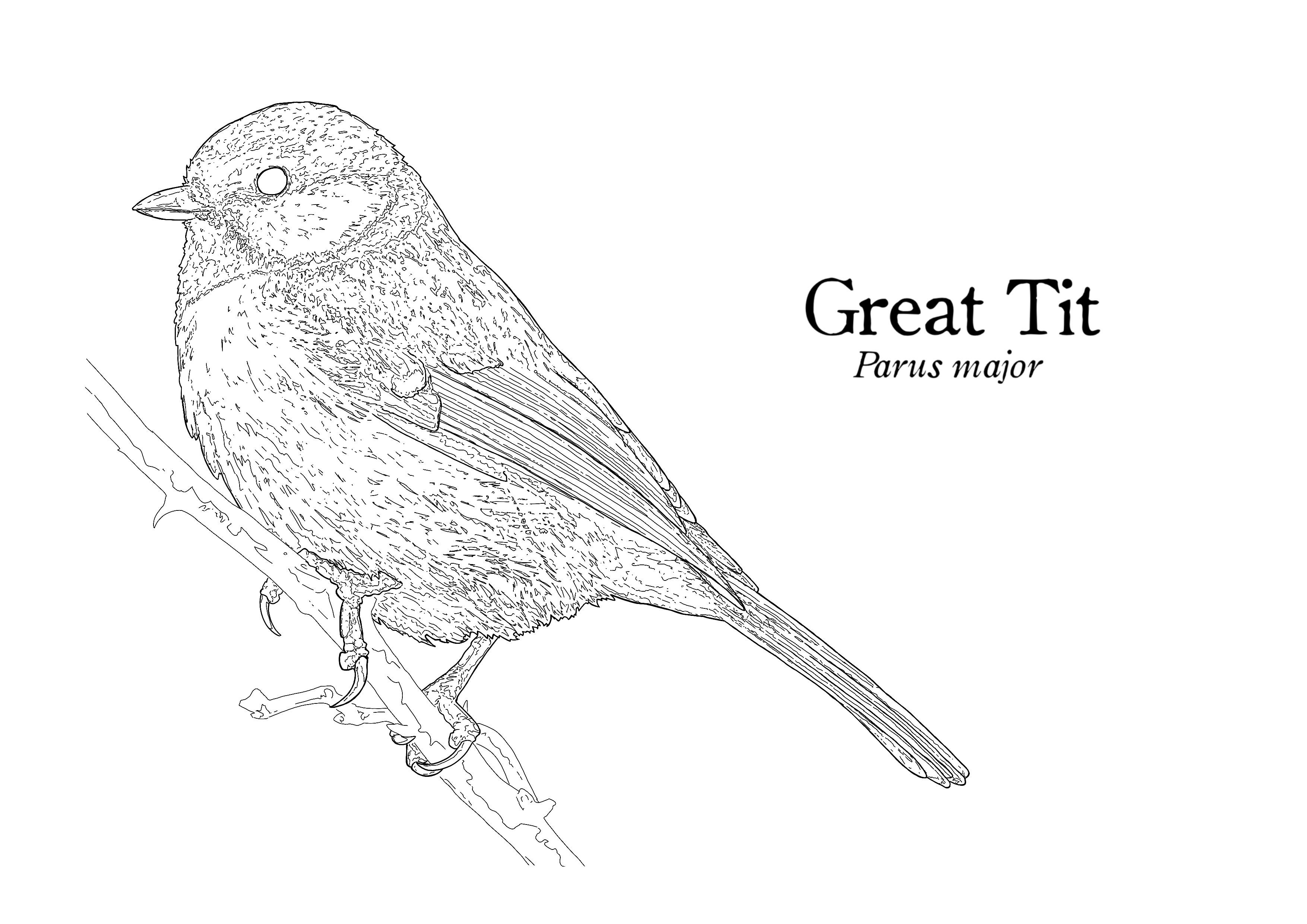 If You Want Some Great Tits Around Here That Might Not Fly On The Other Hand If You Want