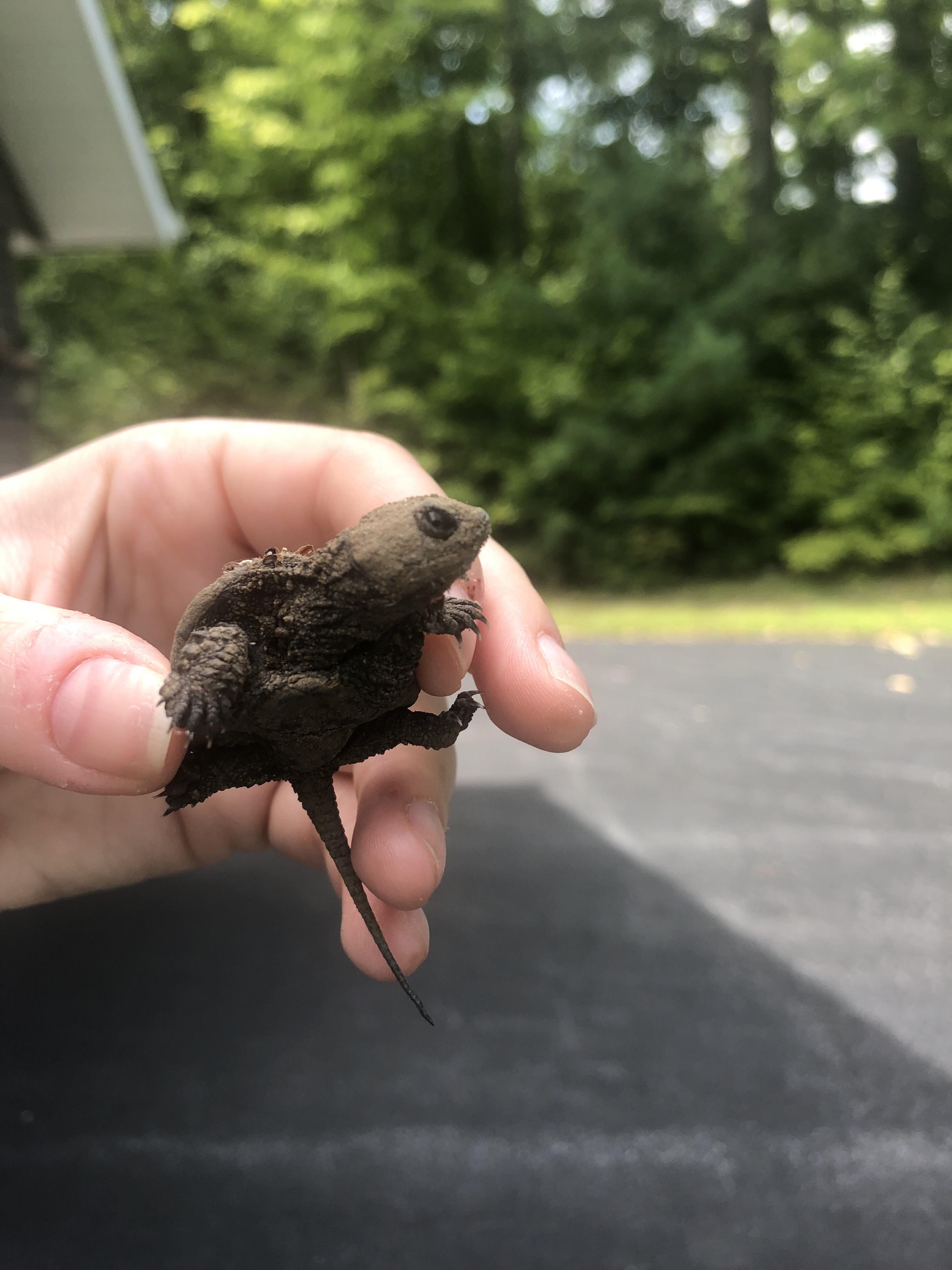 IllegallySmol Snapping Turtle | Scrolller