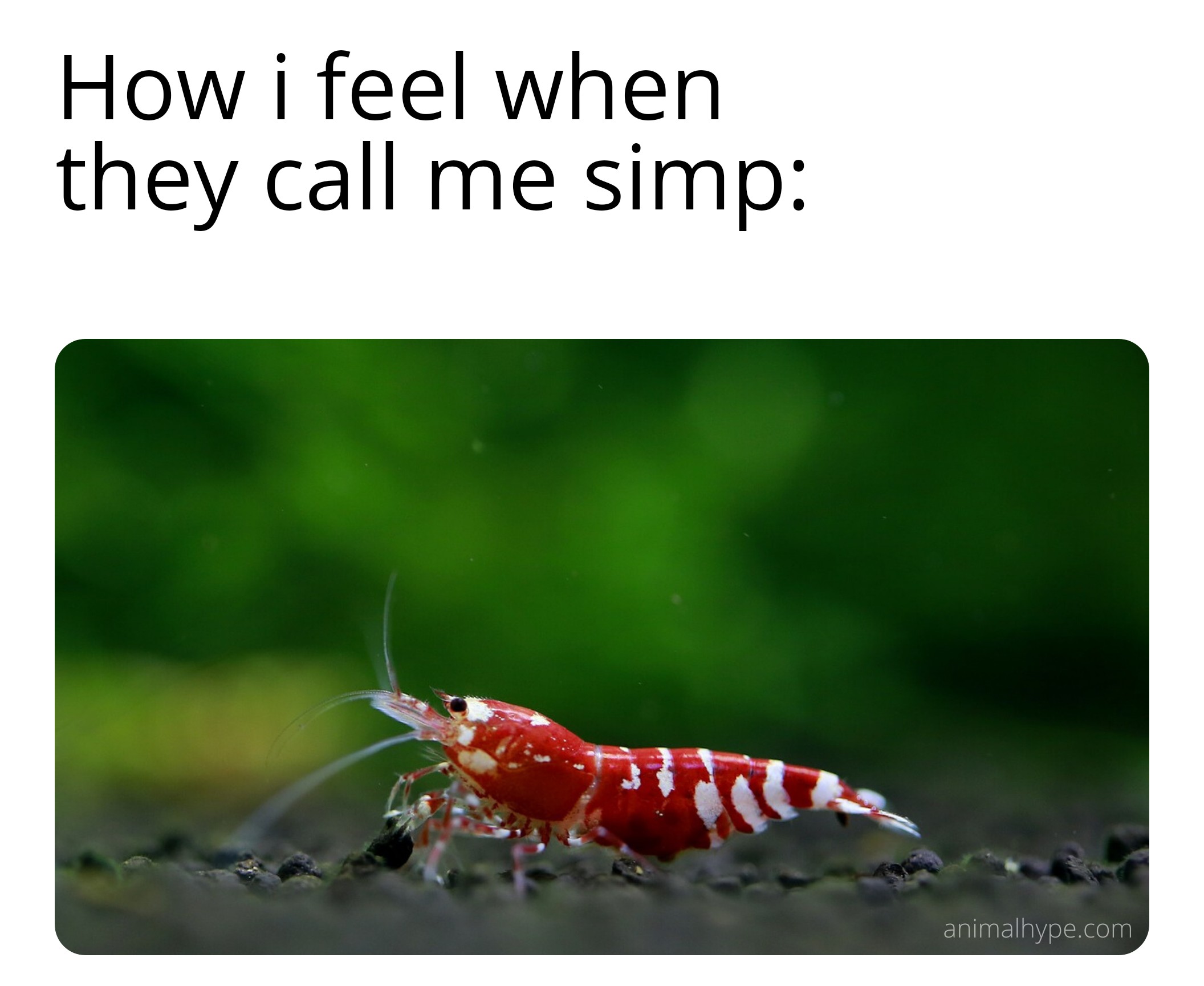 Im a cute Shrimp. | Scrolller
