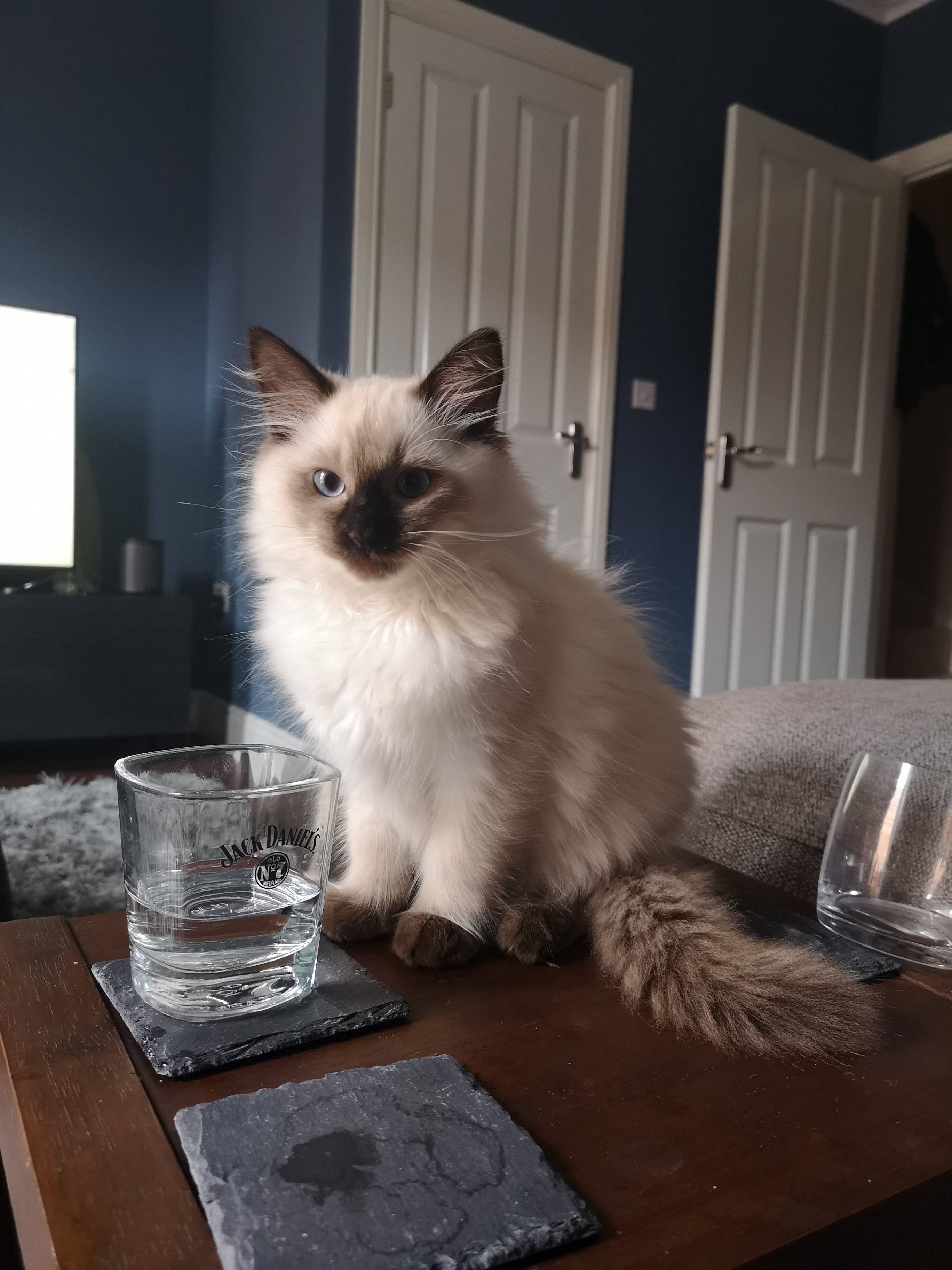 In all his floofy majesty | Scrolller