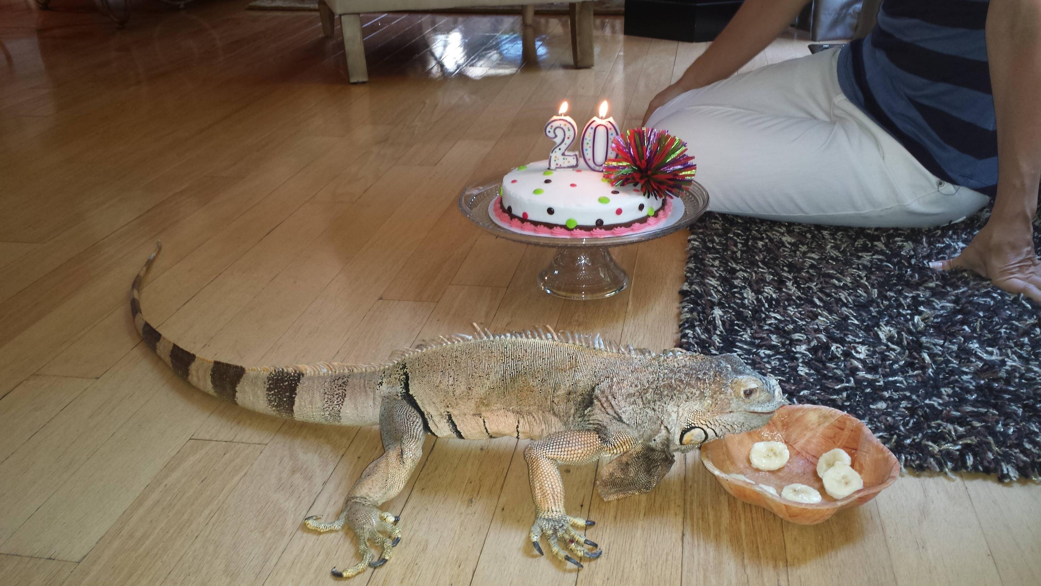 In Memoriam Stoop 1993-2014 | Scrolller