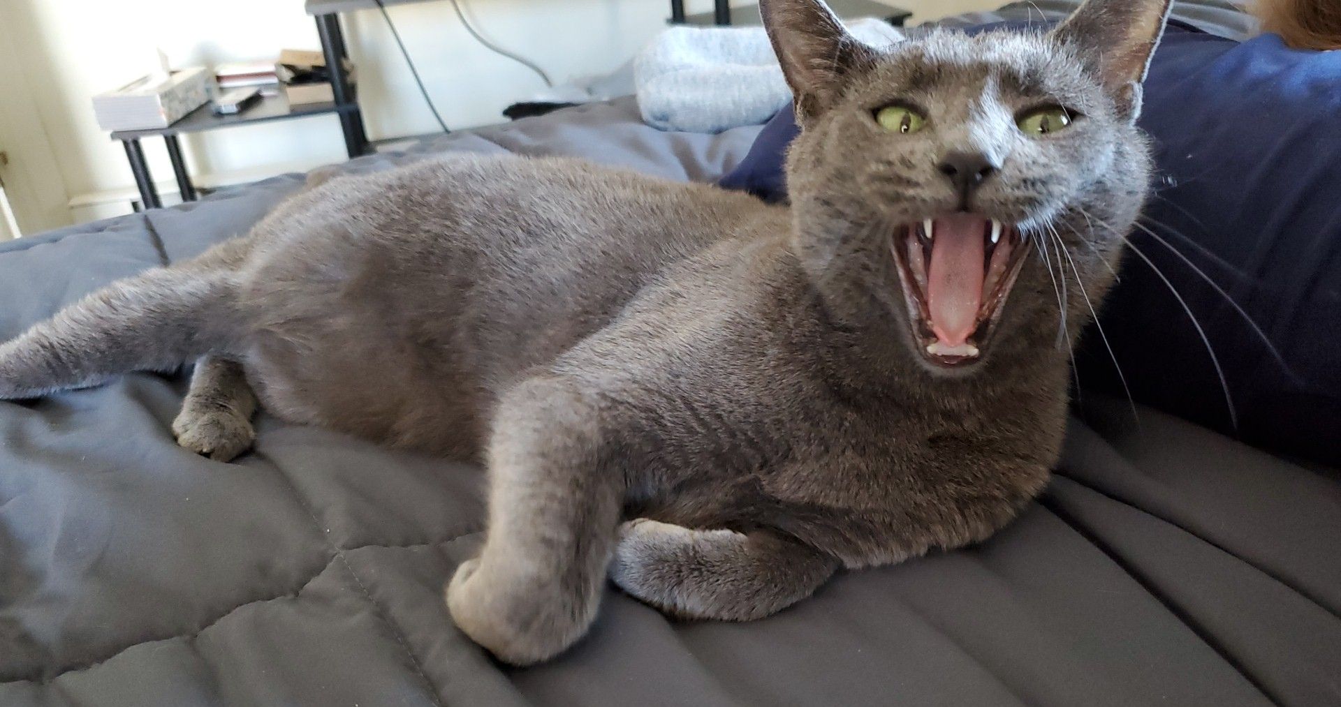In other news.. I caught her mid-yawn! This is Lulu she is my sassy, playful, lovey cat. Just ...