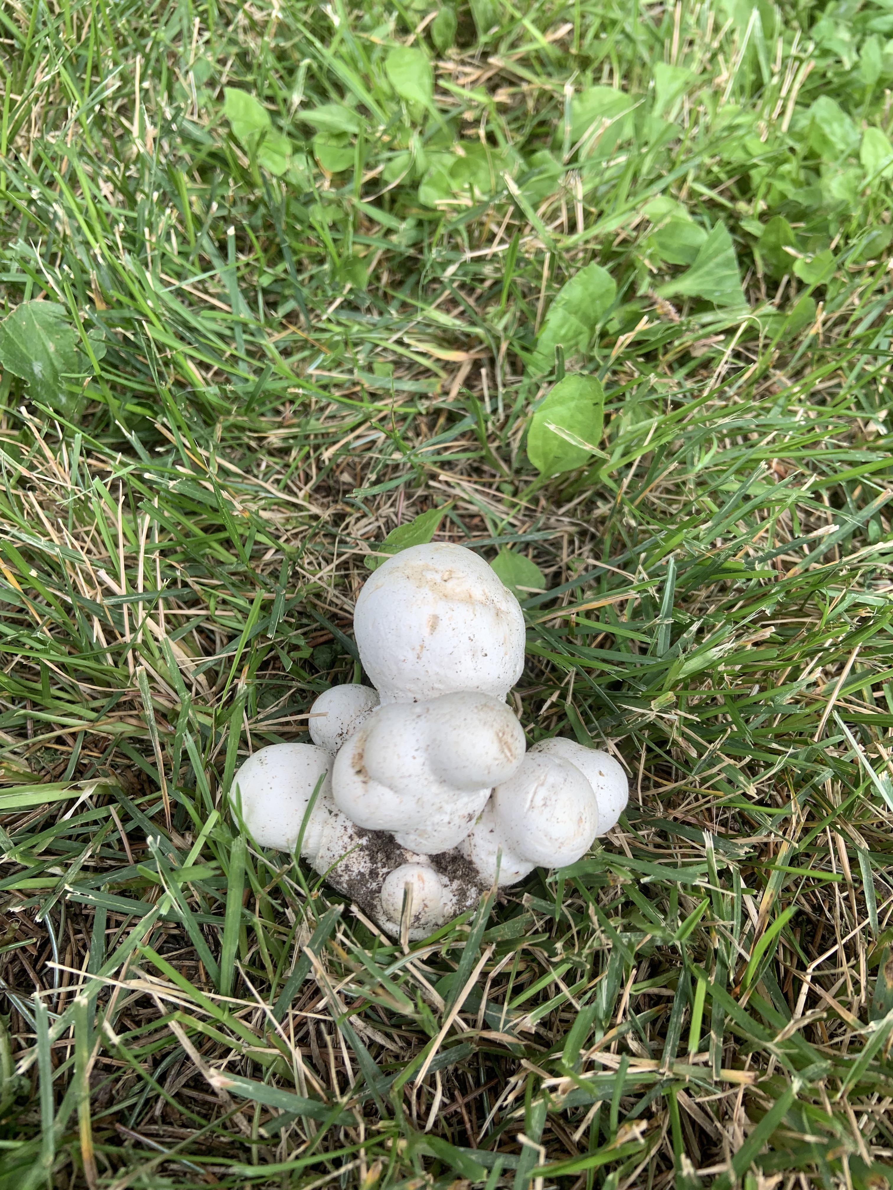 In the backyard. | Scrolller