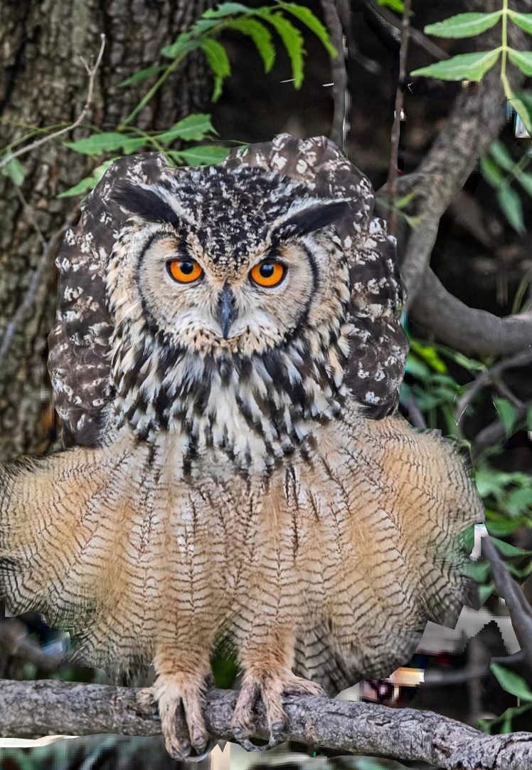 Indian Eagle Owl - Pune, India | Scrolller