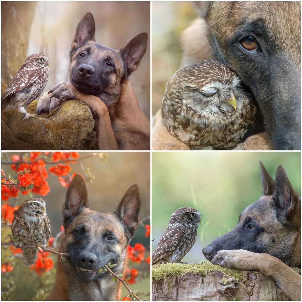 Insert owl pun here | Scrolller