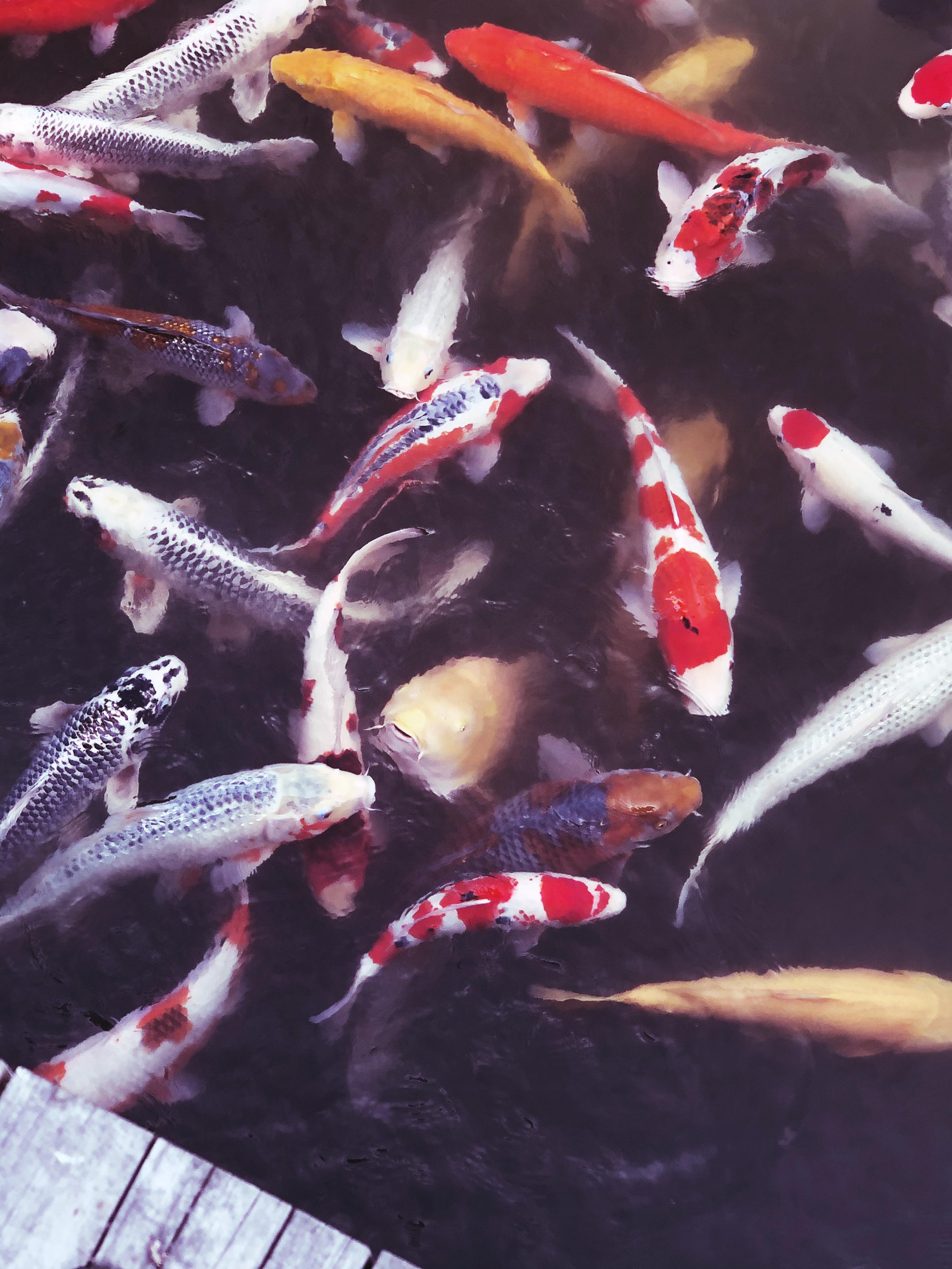 Inspired by u/palasonix post. Koi at Hiroshima Castle [OC] | Scrolller