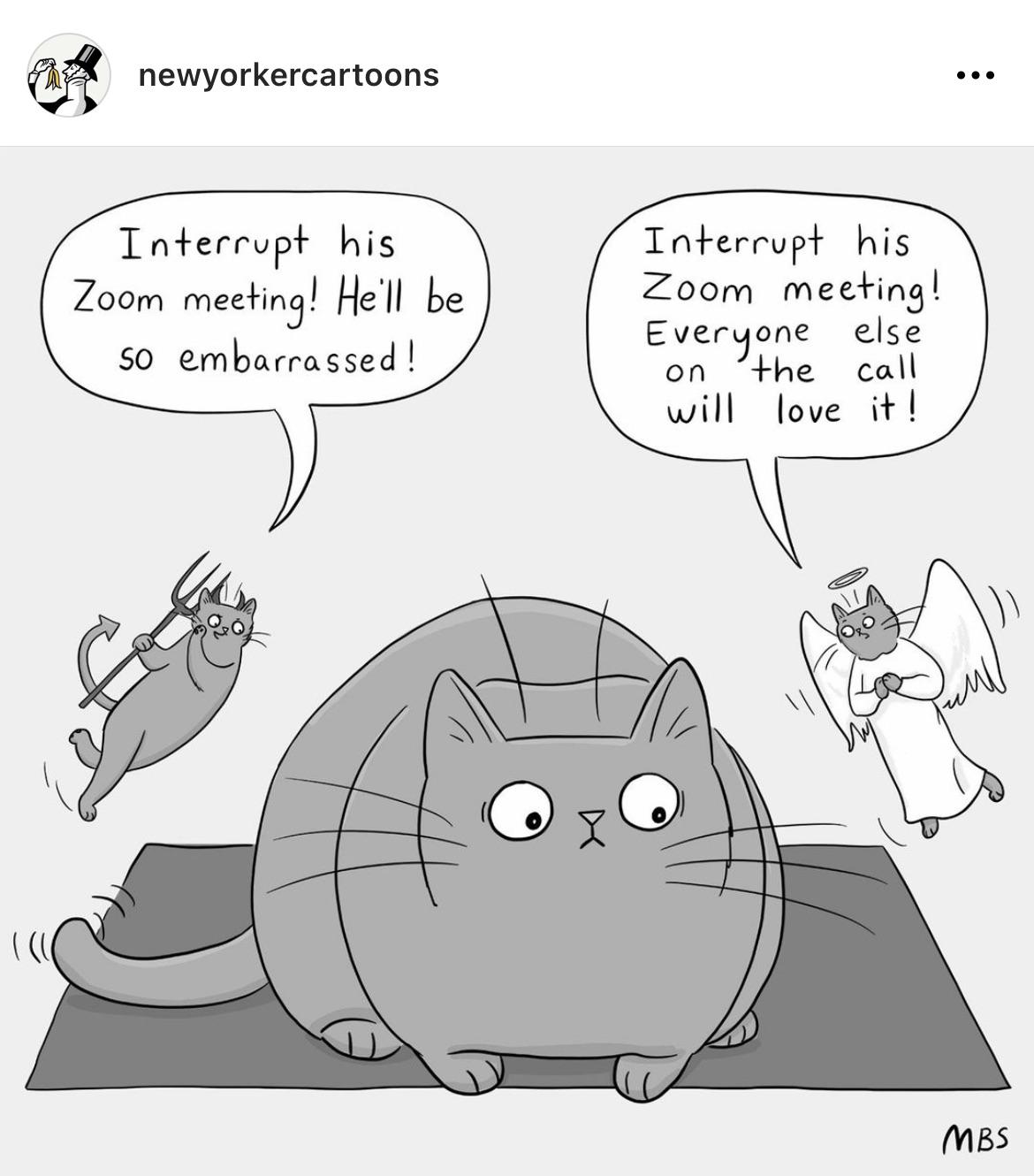 Interrupt his zoom meeting! | Scrolller