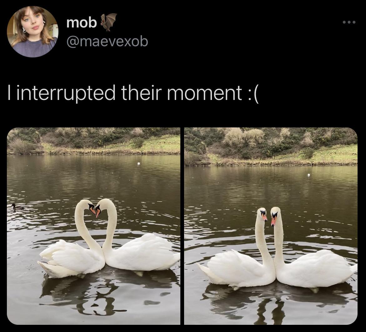 Interrupted Rule | Scrolller