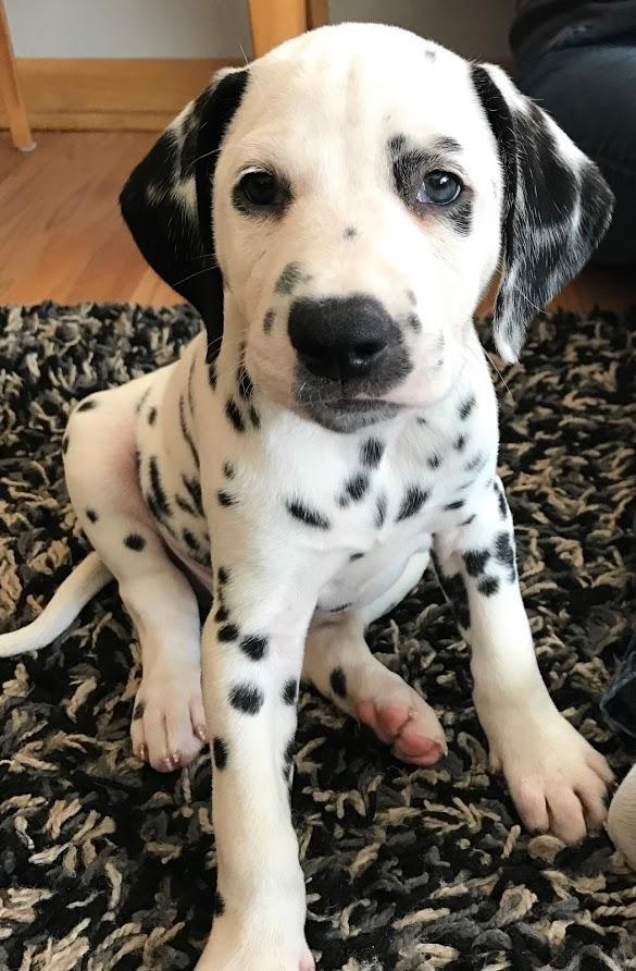 Introducing Clark :) | Scrolller