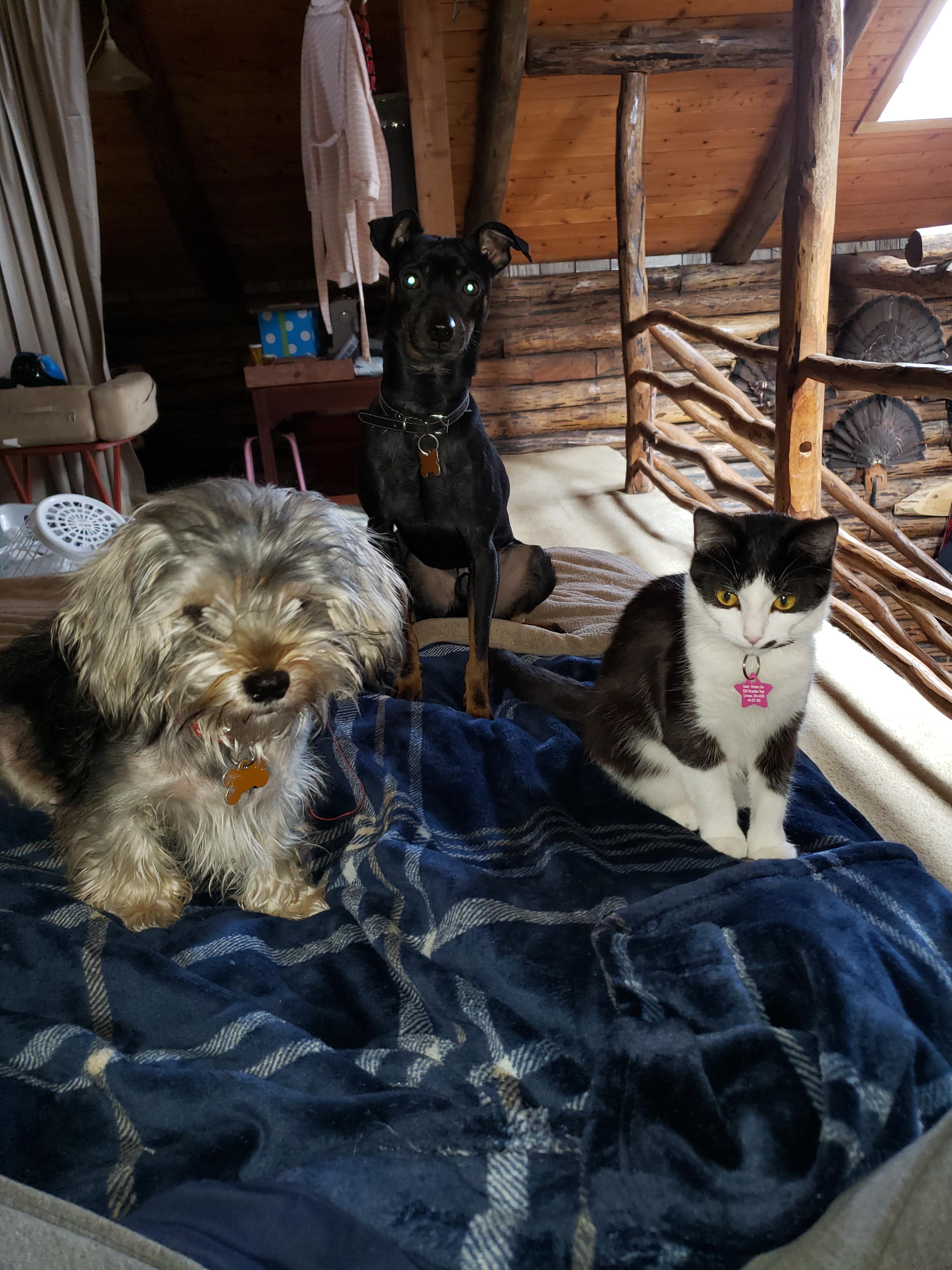 Introducing Duke (mini pin) & Nico (yorkie/shitzu) :-) Also, a question about hot spots in ...