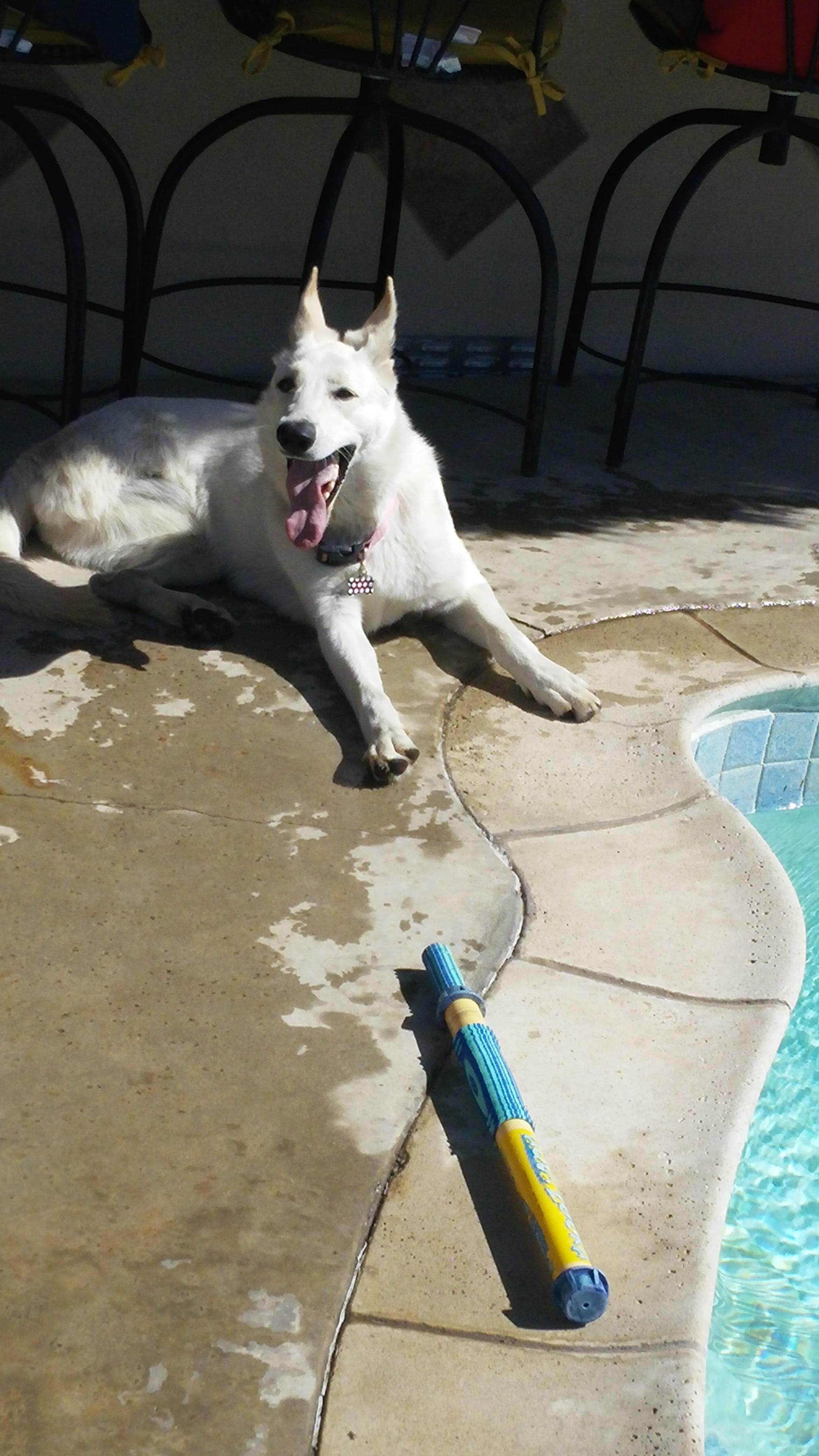 Introducing: Luna, my 2 year old, 3 legged rescued Shepard. | Scrolller