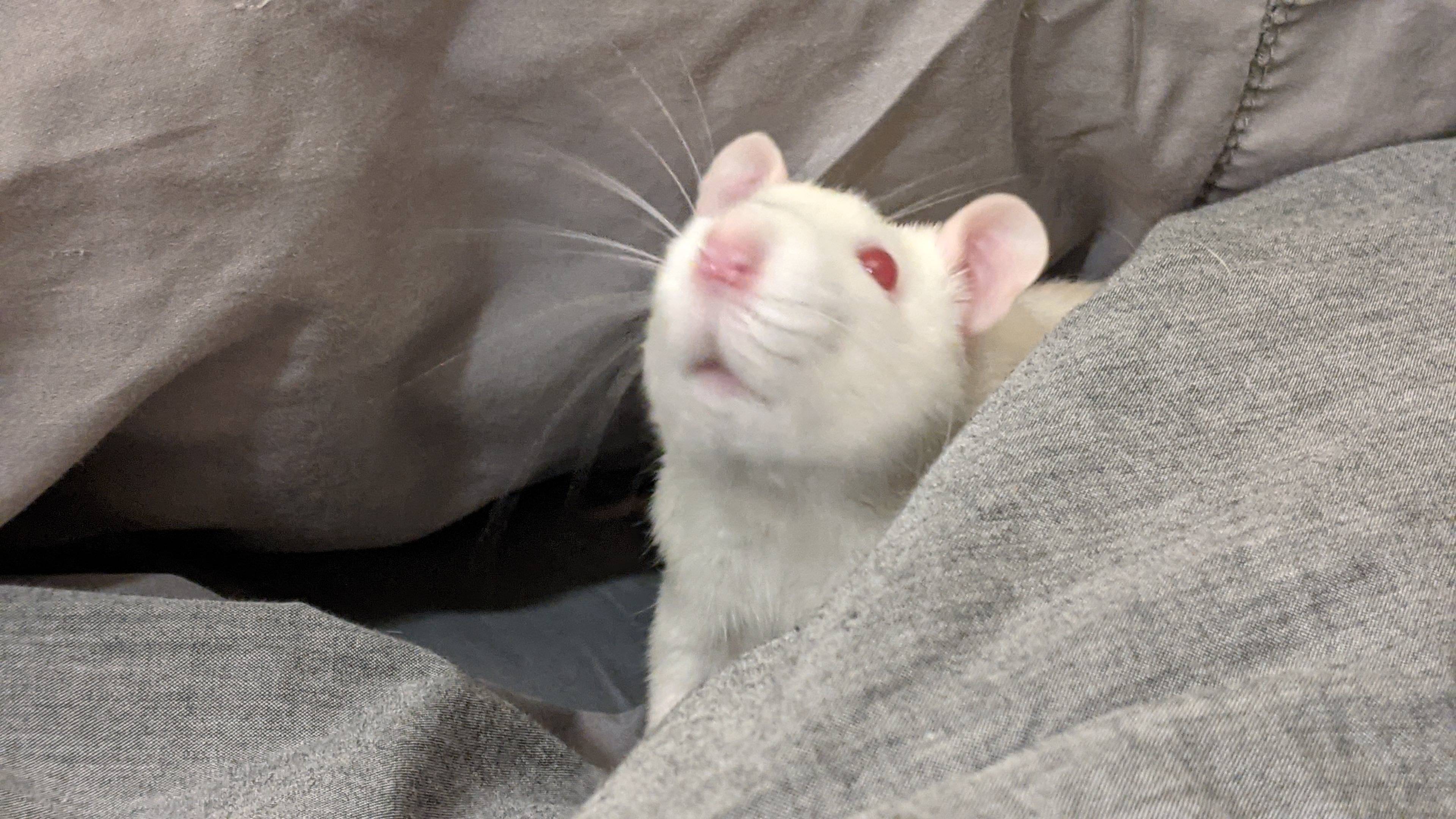 Introducing Marshmallow to his new home. | Scrolller