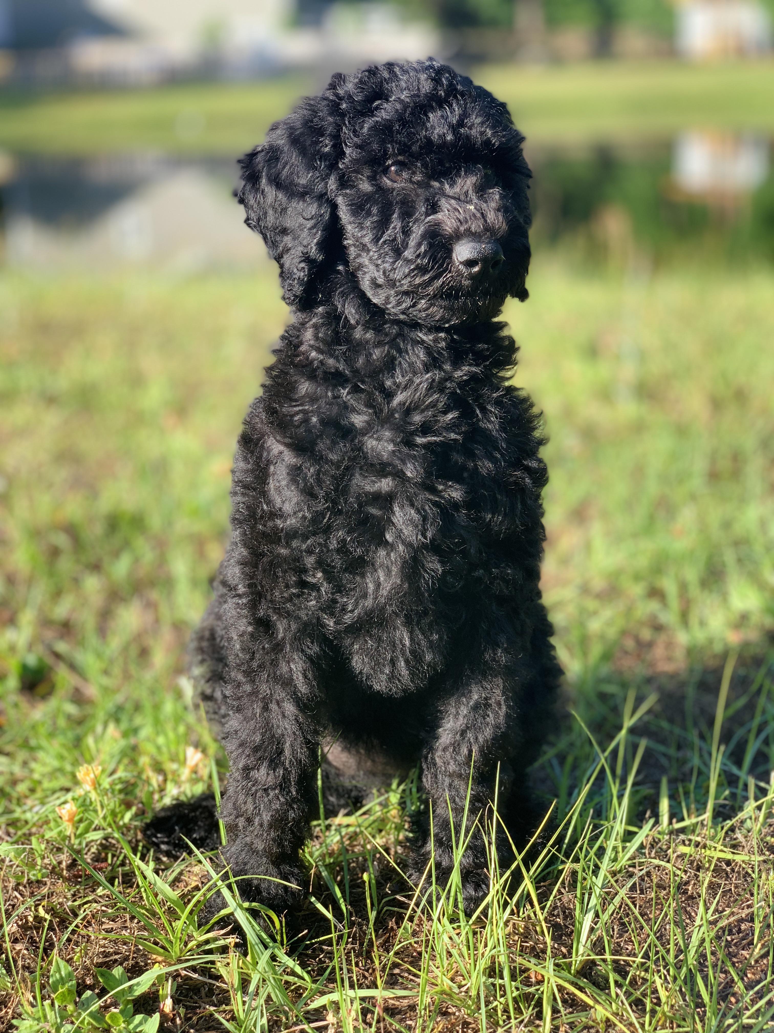Introducing our (almost) 11 week old black Goldendoodle, Harper! | Scrolller