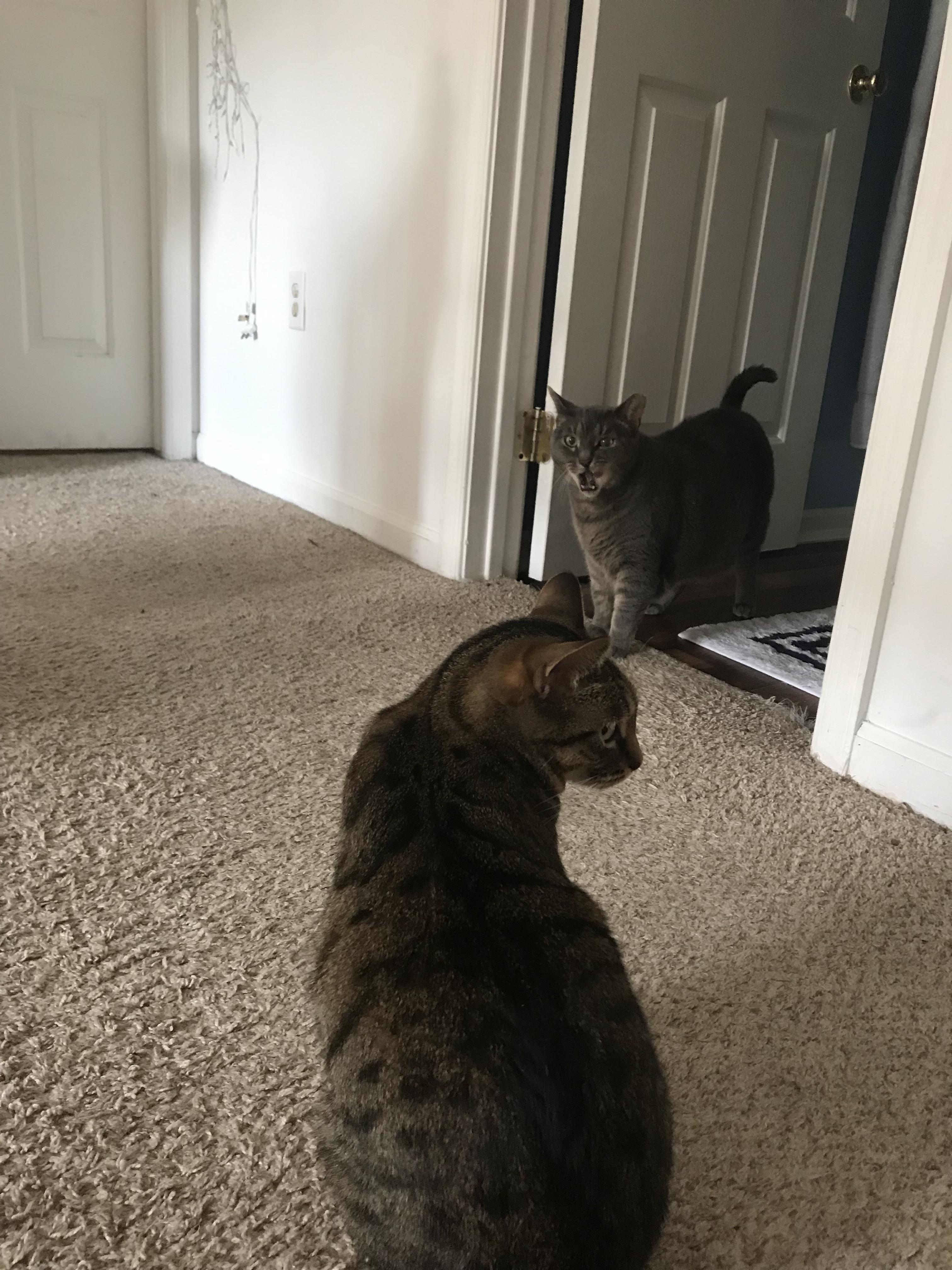 invest in cat being shocked by another cats existence | Scrolller