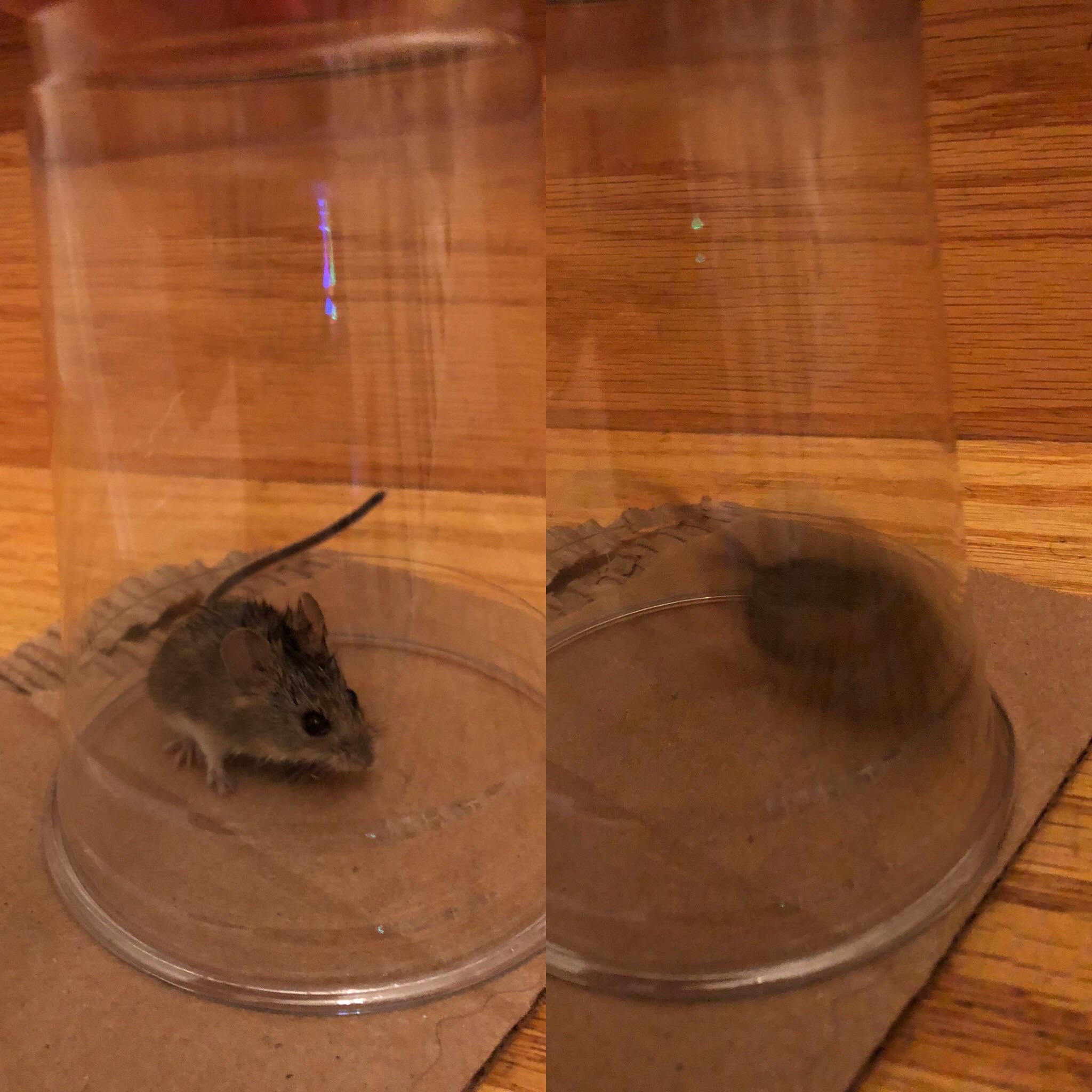 Invest in panicking mouse (OC) | Scrolller