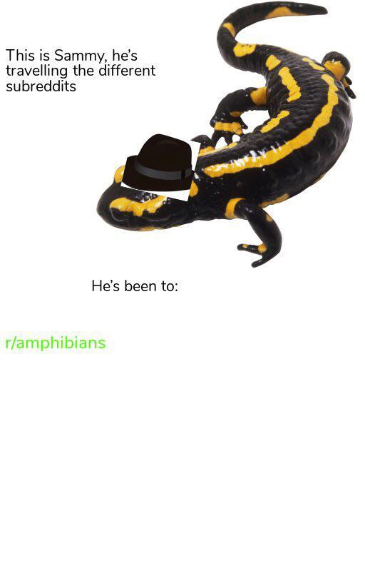 Invite Sammy (posted also in r/salamanders) | Scrolller