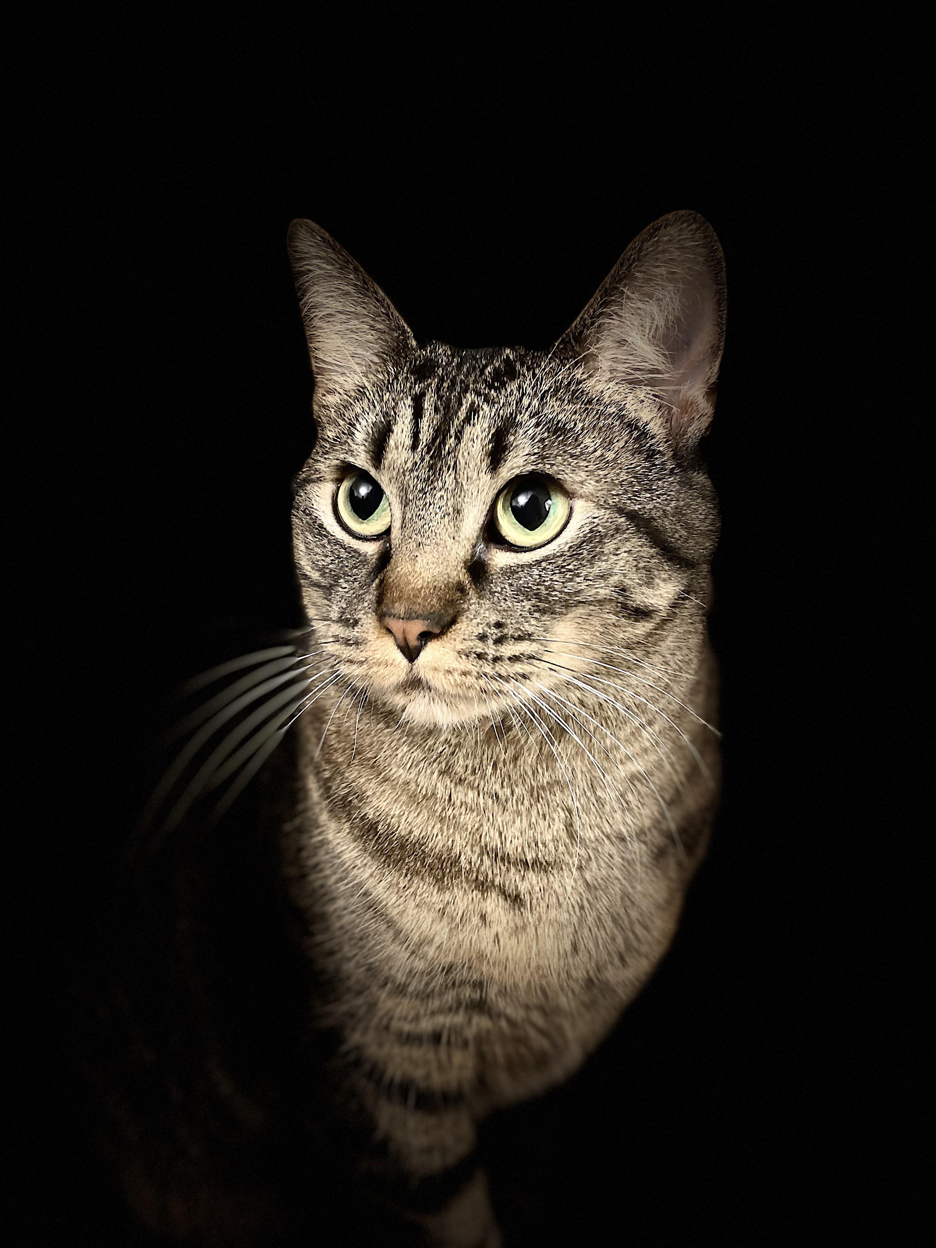 iPhone 12 Pro | Scrolller