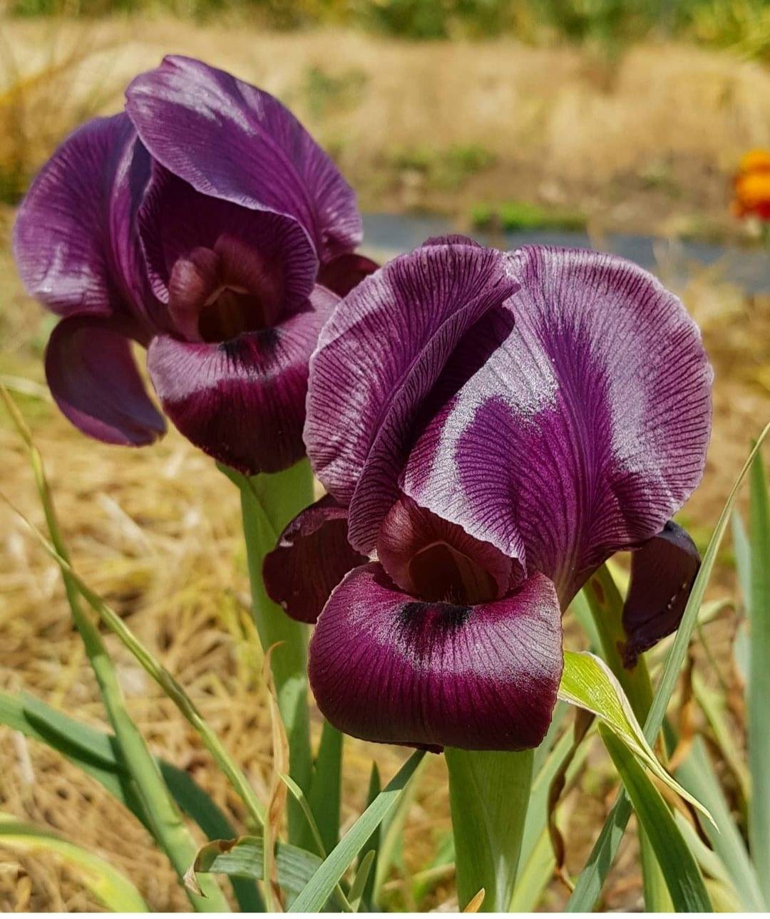 Iris petrana. | Scrolller