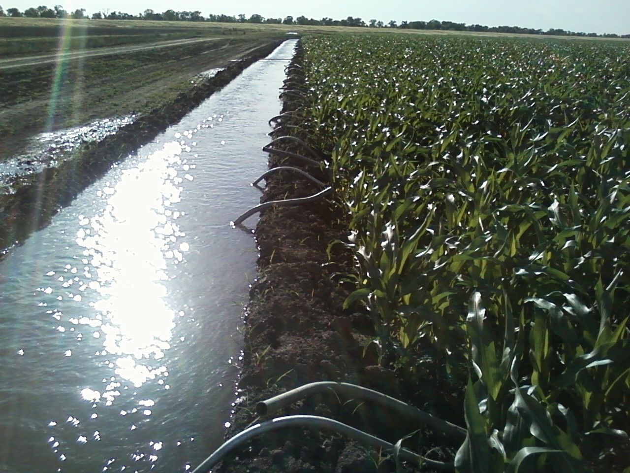 Irrigating a corn field. | Scrolller