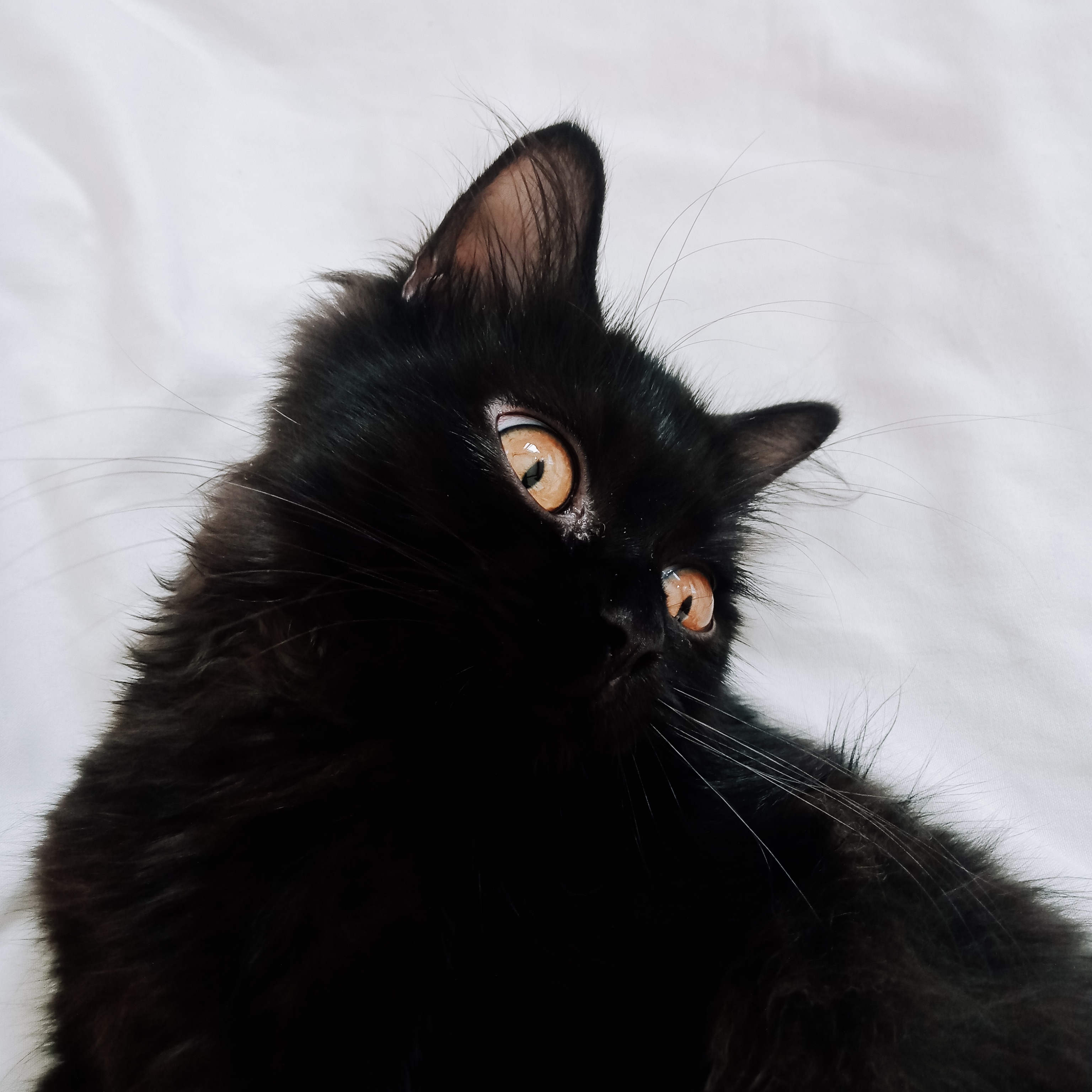 Is it always hard taking photos of black cats? | Scrolller