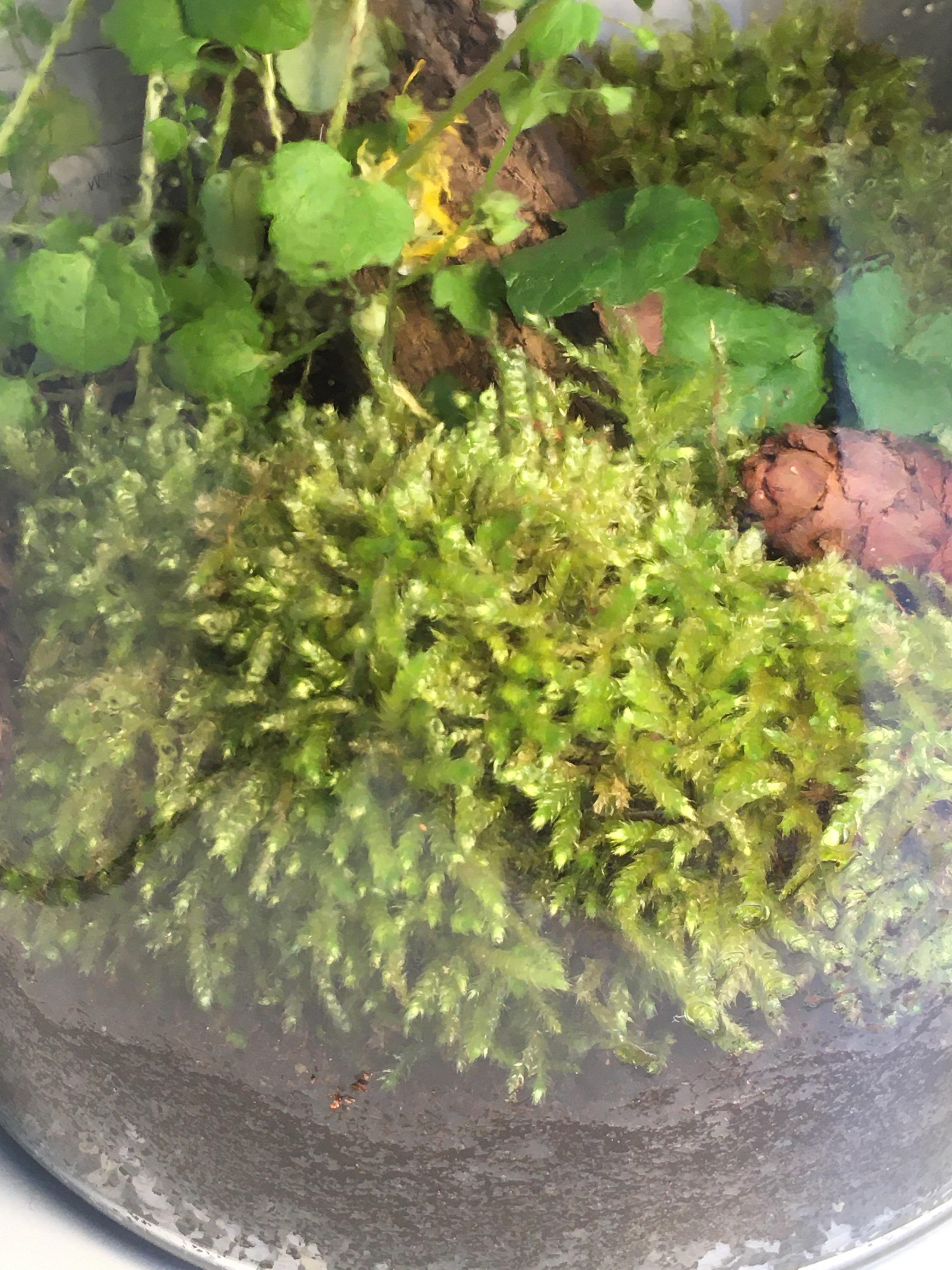Is there someone who can identify this moss-species? | Scrolller