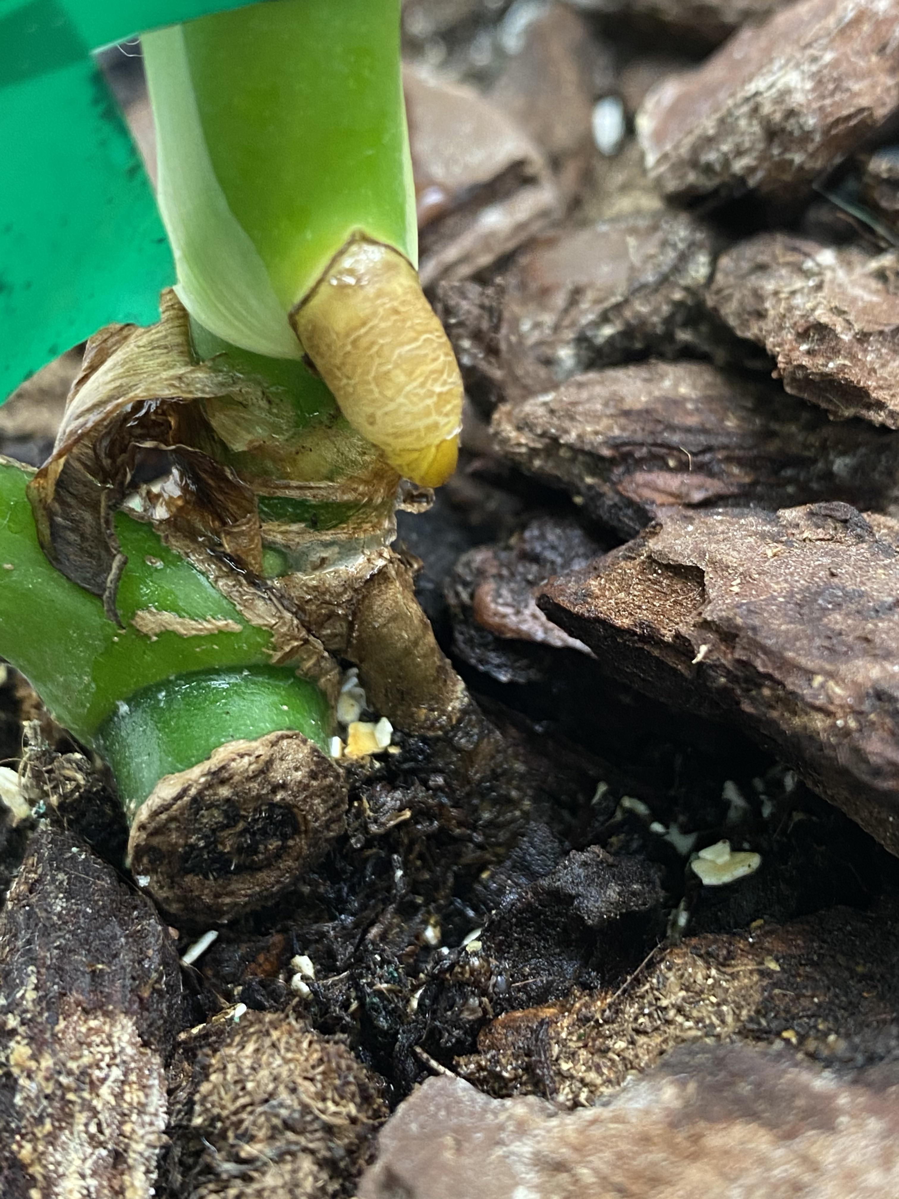 Is this a new aerial root on my MV? | Scrolller