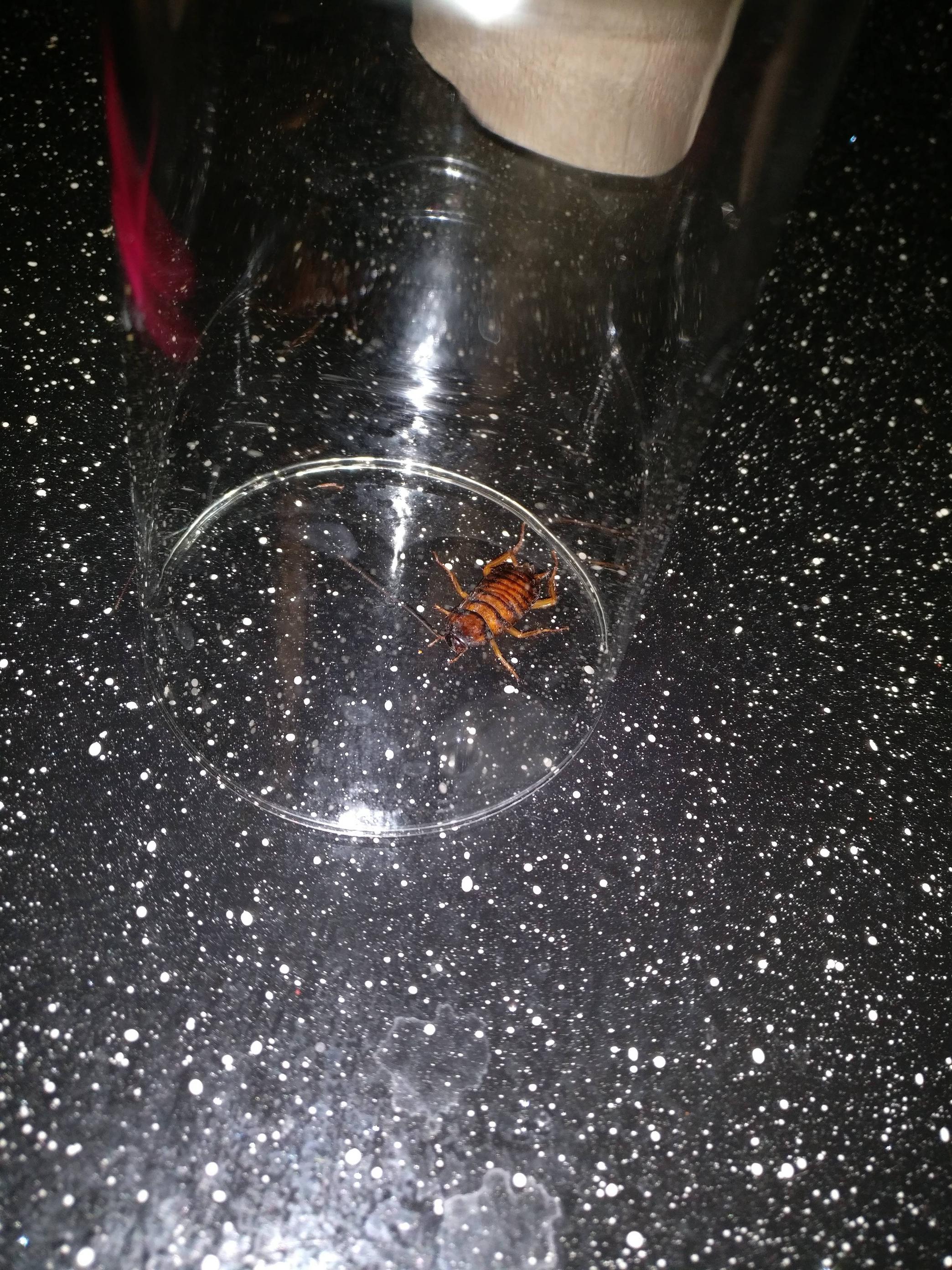 Is this a roach? | Scrolller