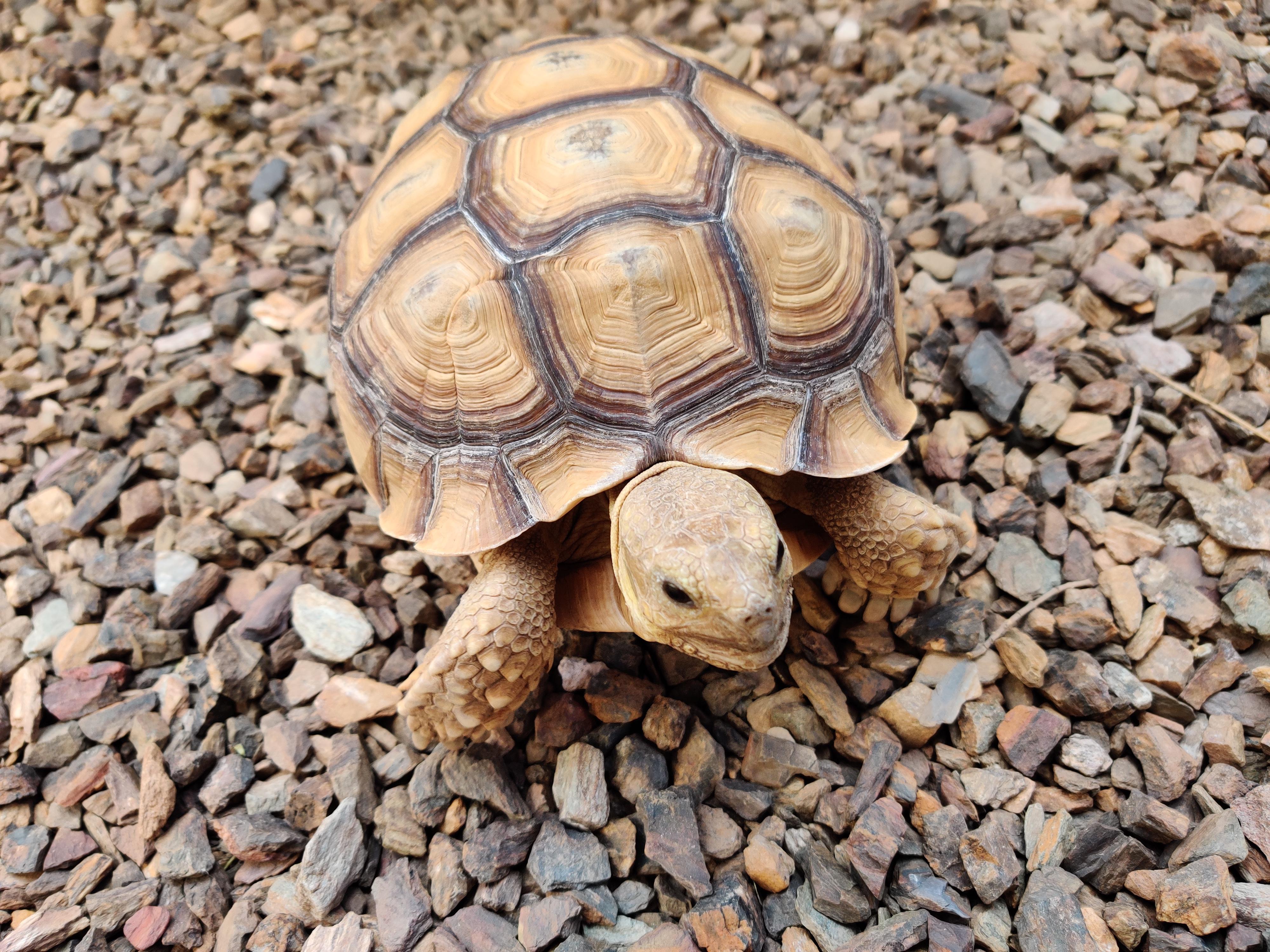 is this a sulcata tortoise? | Scrolller