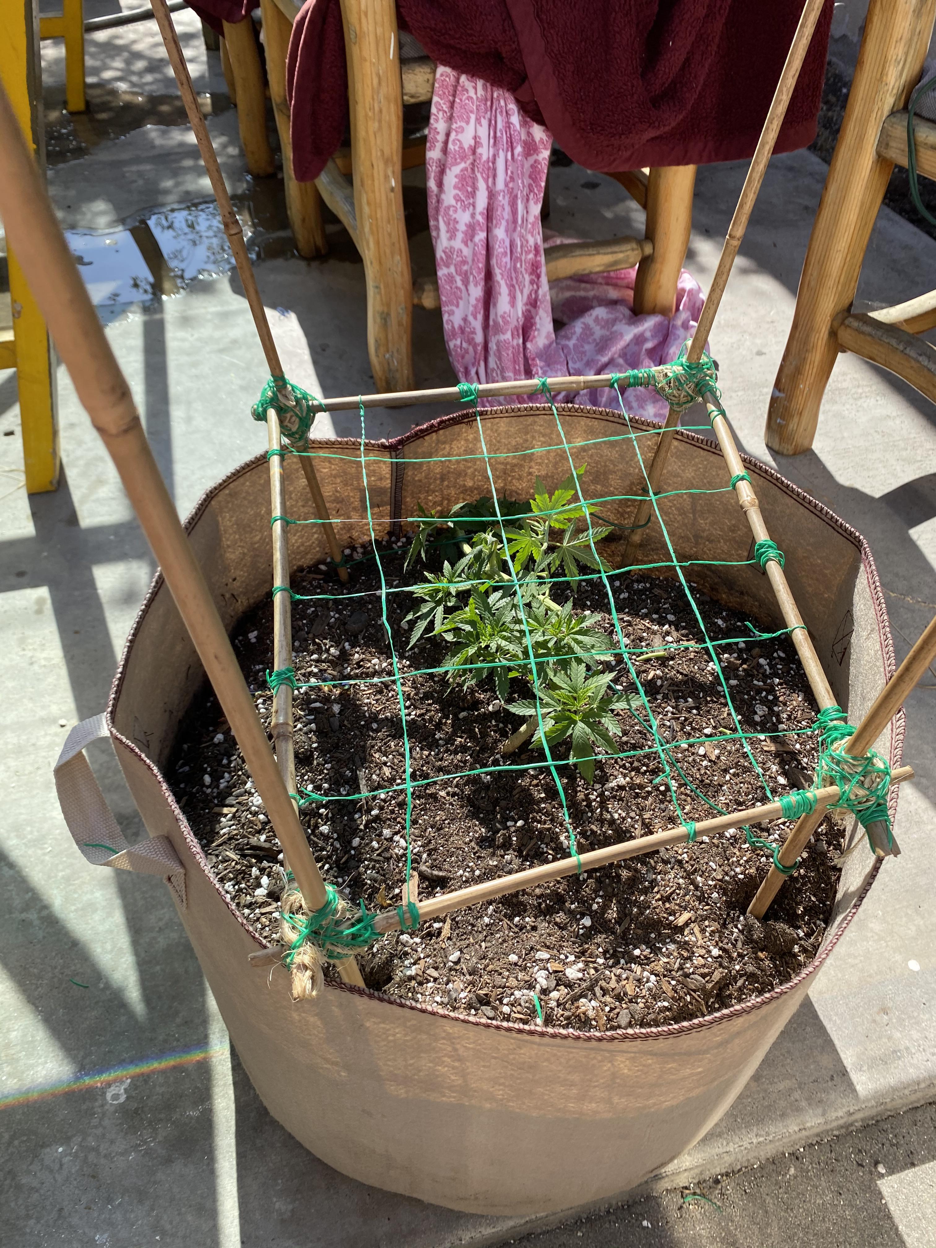 Is this bootleg trellis net acceptable 😭😭😭 | Scrolller