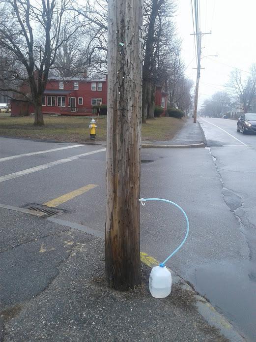 Is this how maple syrup is made?? | Scrolller