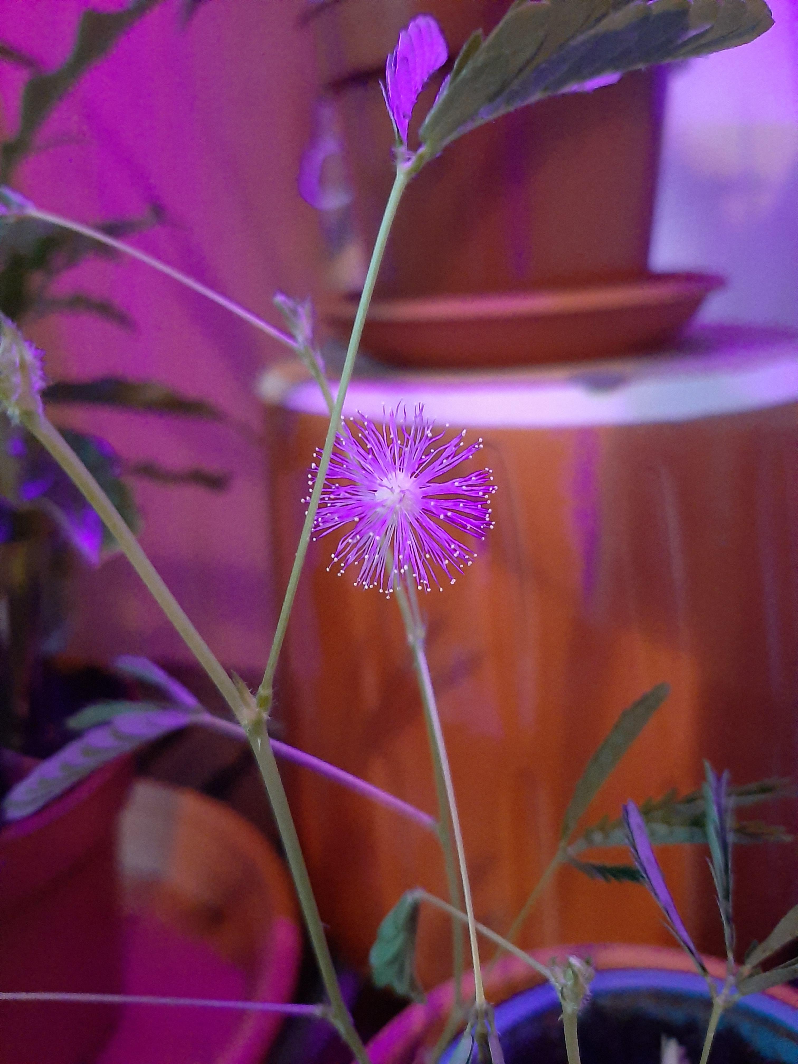 Is this little fluff ball on my mimosa a flower? Can it be used for propagation? | Scrolller