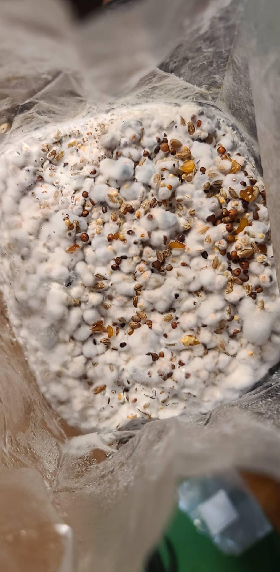 Is this mold looks kinda fuzzy? | Scrolller