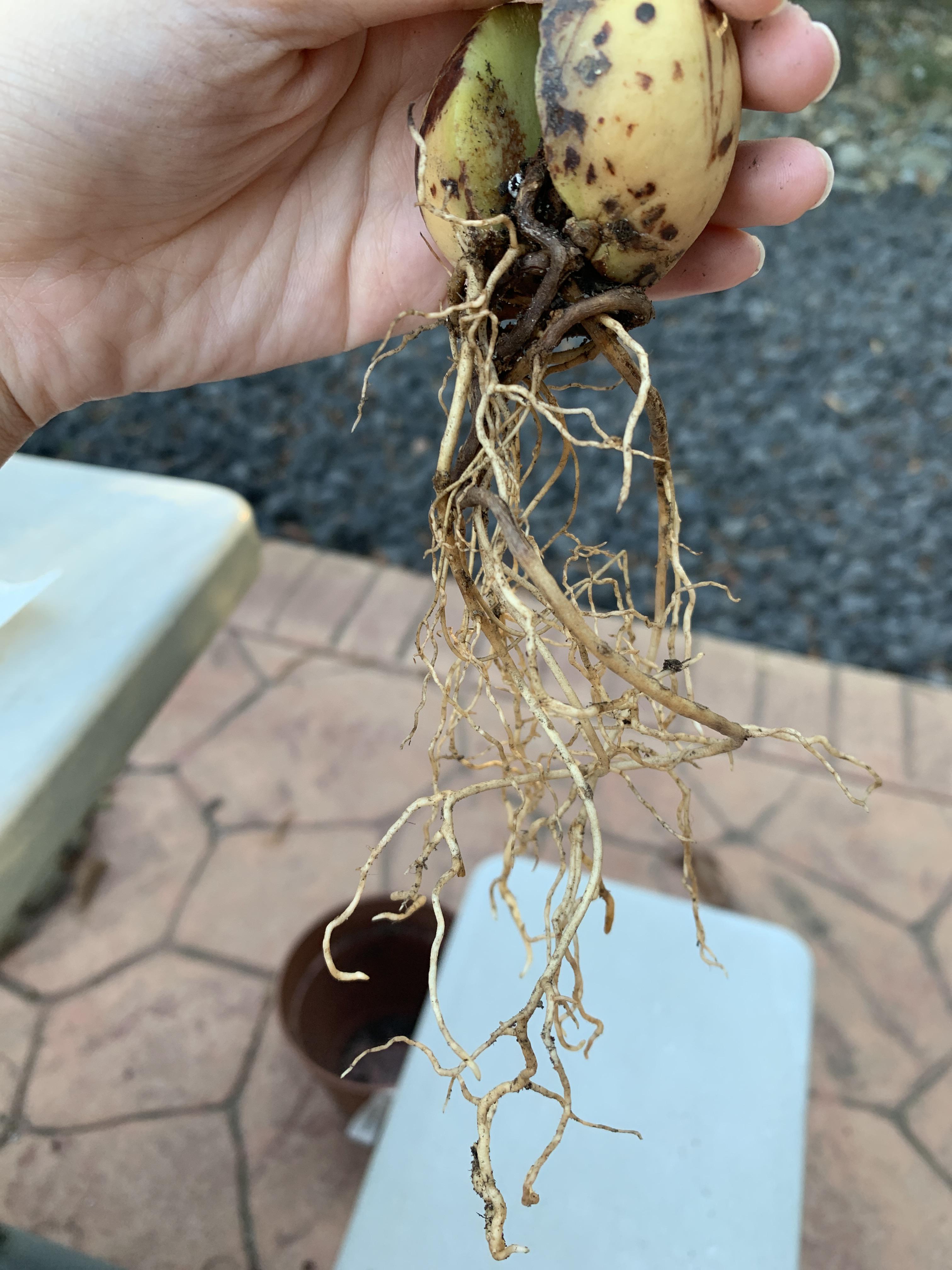 Is this root rot? Should I trim off the brown? | Scrolller