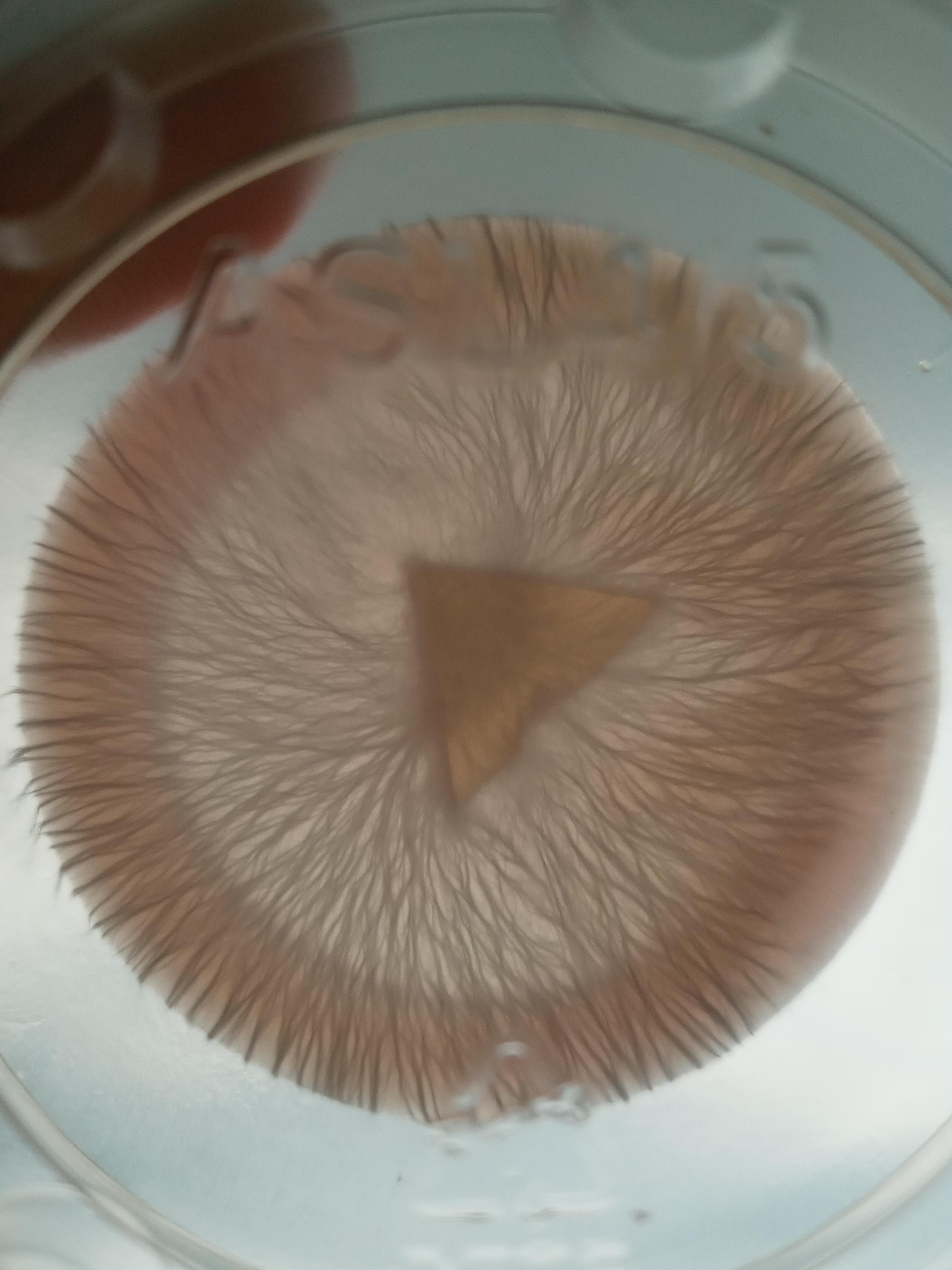 Isolated an especially feisty cluster of GT mycelium. | Scrolller