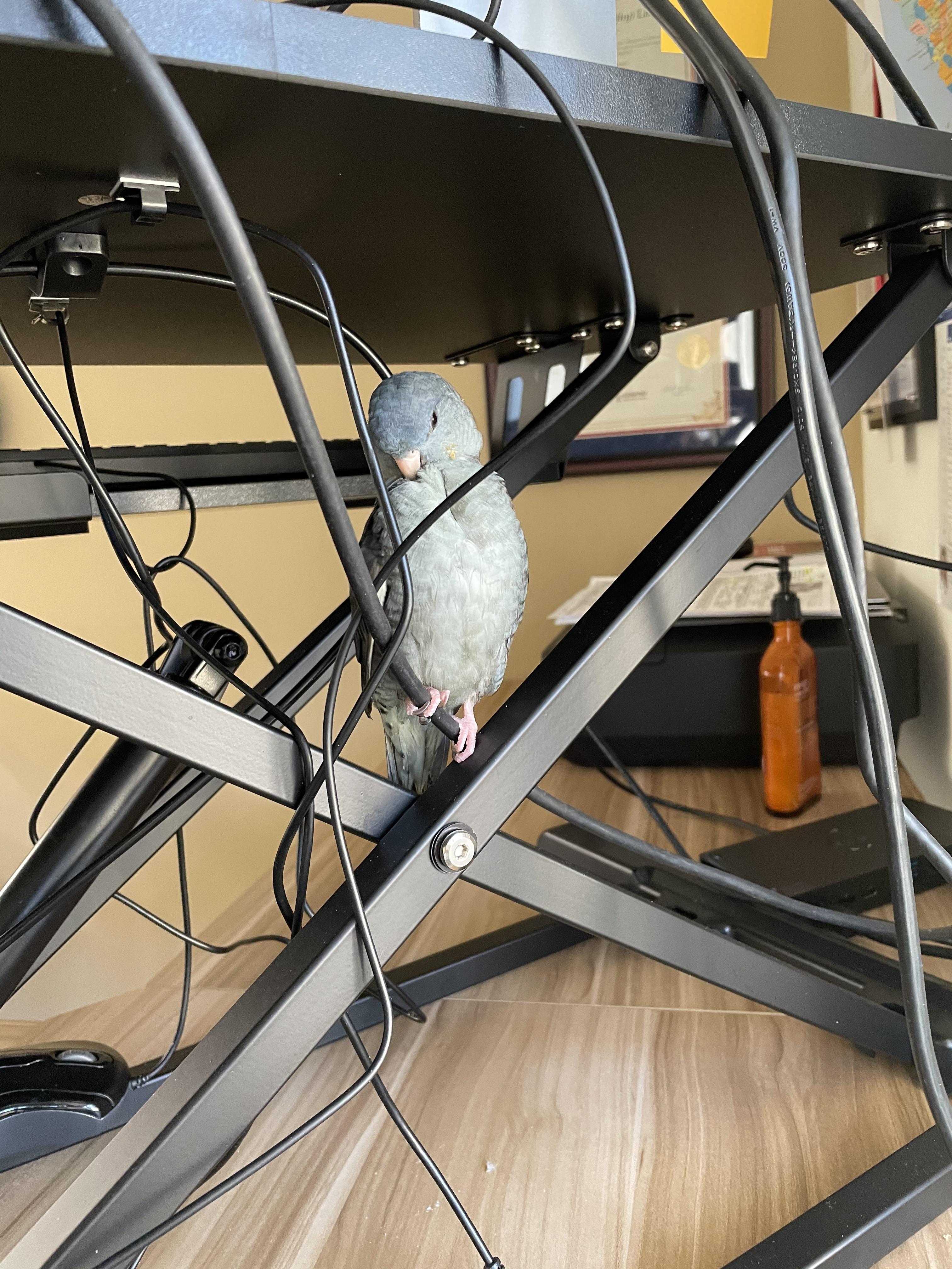 IT guy fixing my cables. | Scrolller