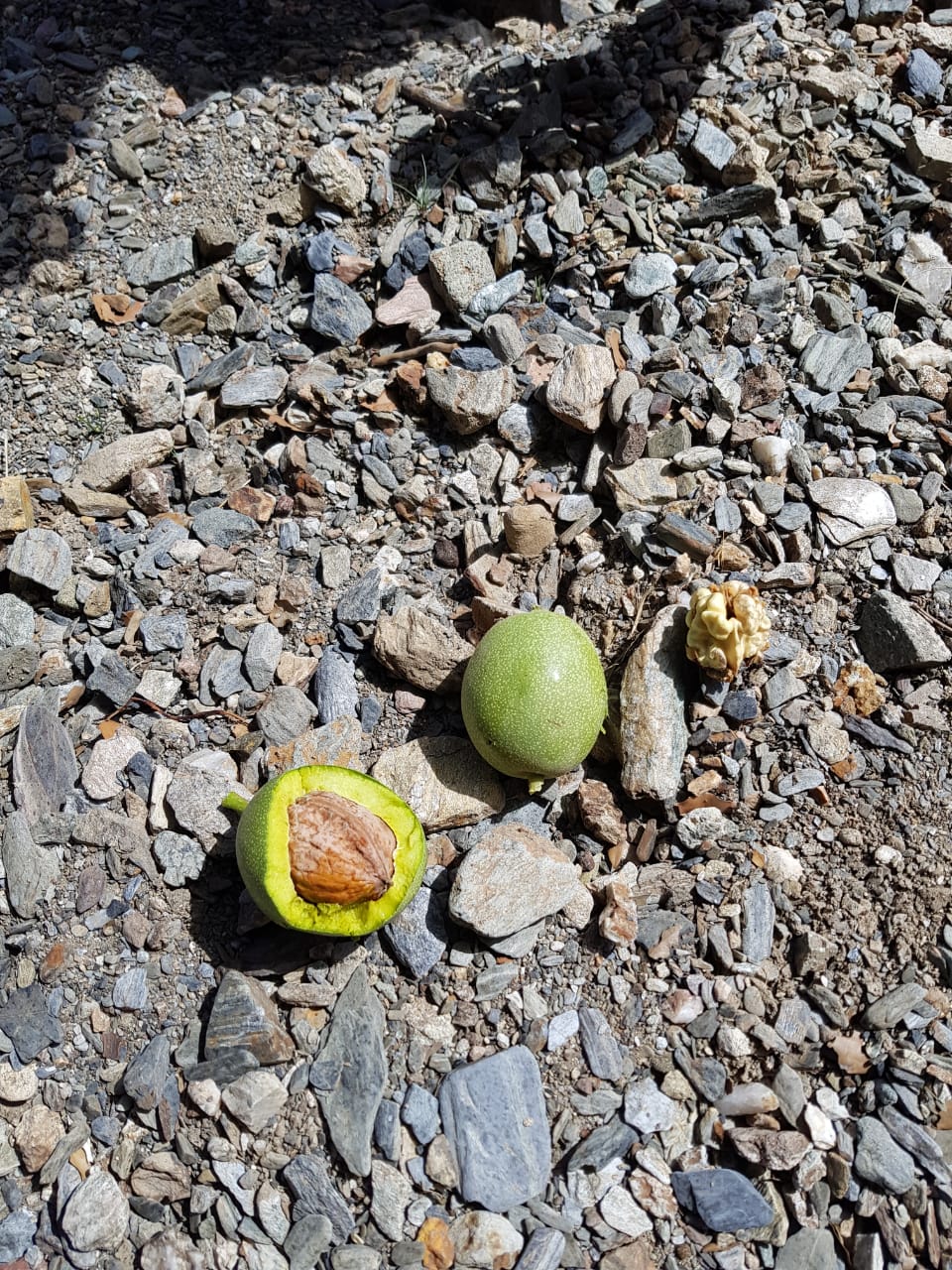 It is fresh | Scrolller