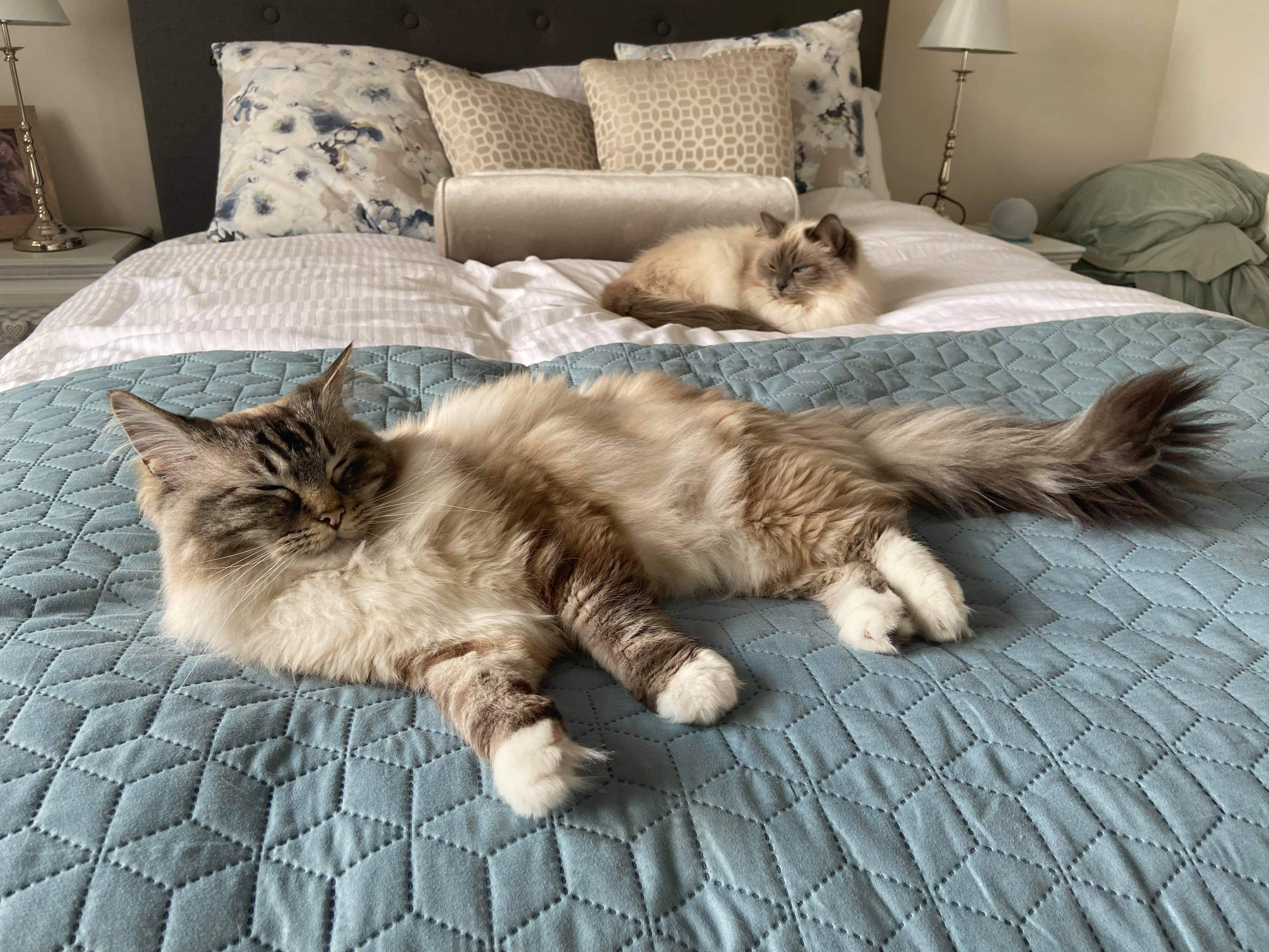 It’s a hard life being a ragdoll | Scrolller