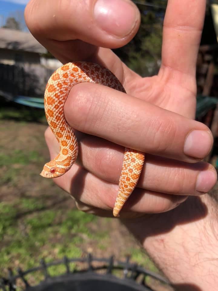 It’s finally nice enough to get Cheeto out 🥰 | Scrolller