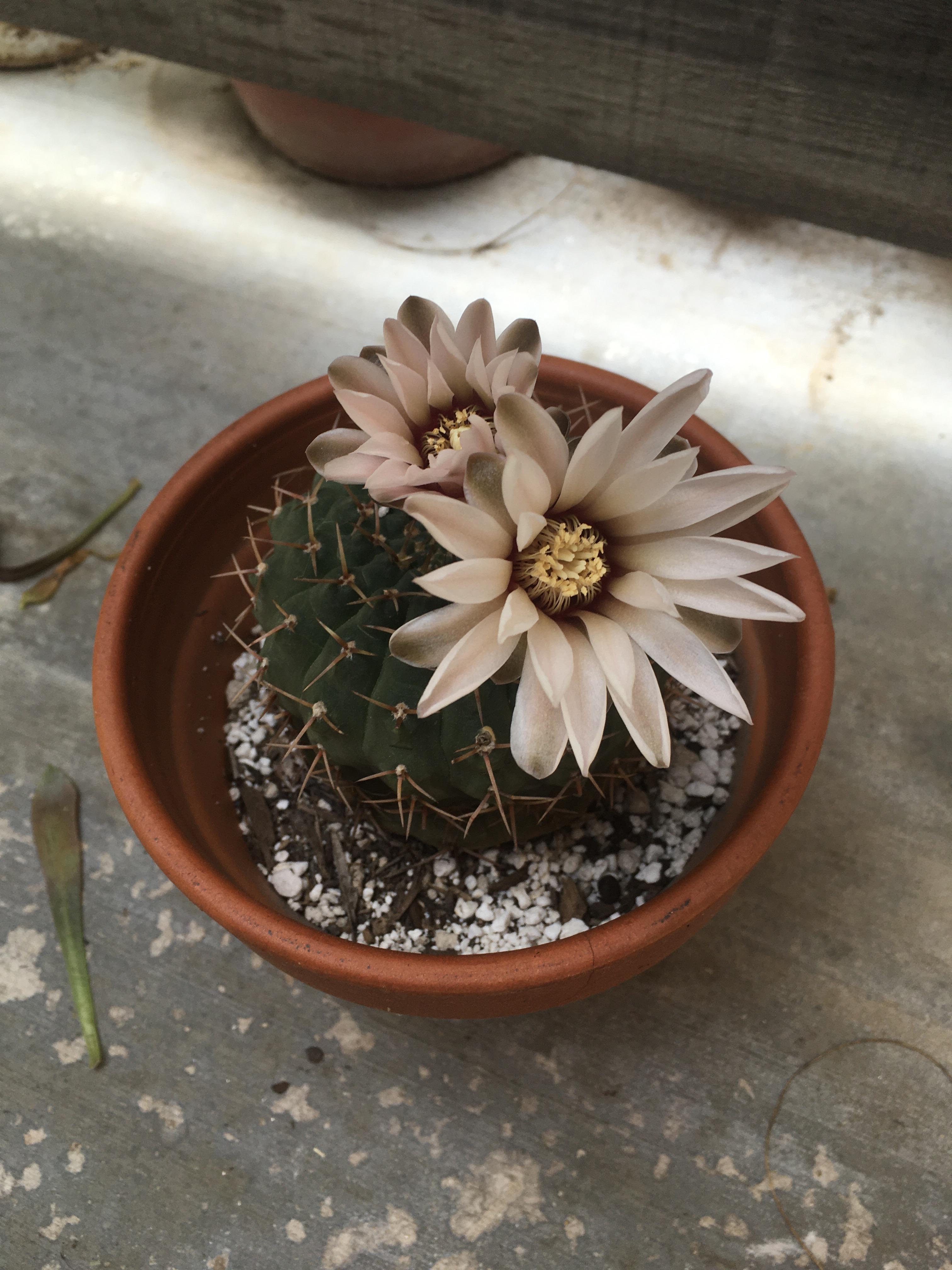 It’s Gymnocalycium time! | Scrolller