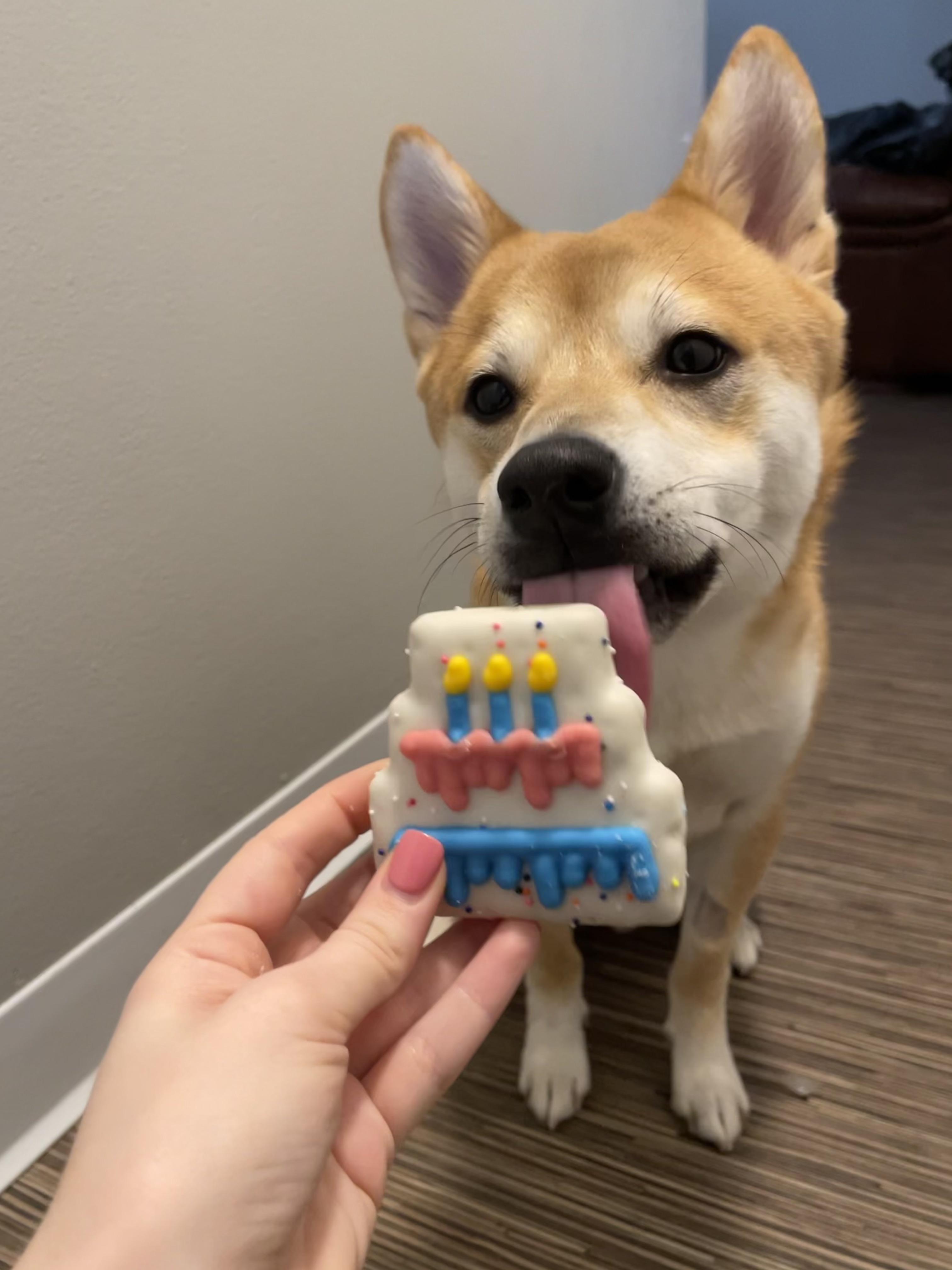 It’s Hector’s first Cakeday! | Scrolller