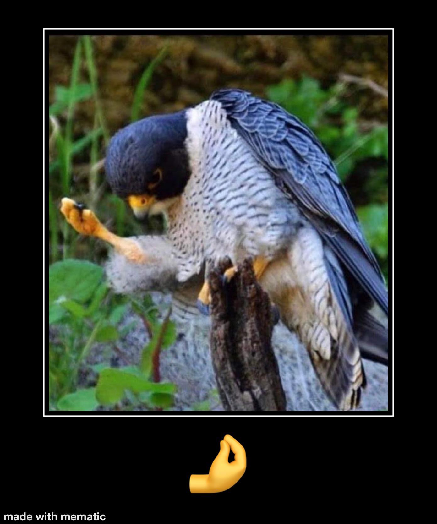 Italian Falcon | Scrolller