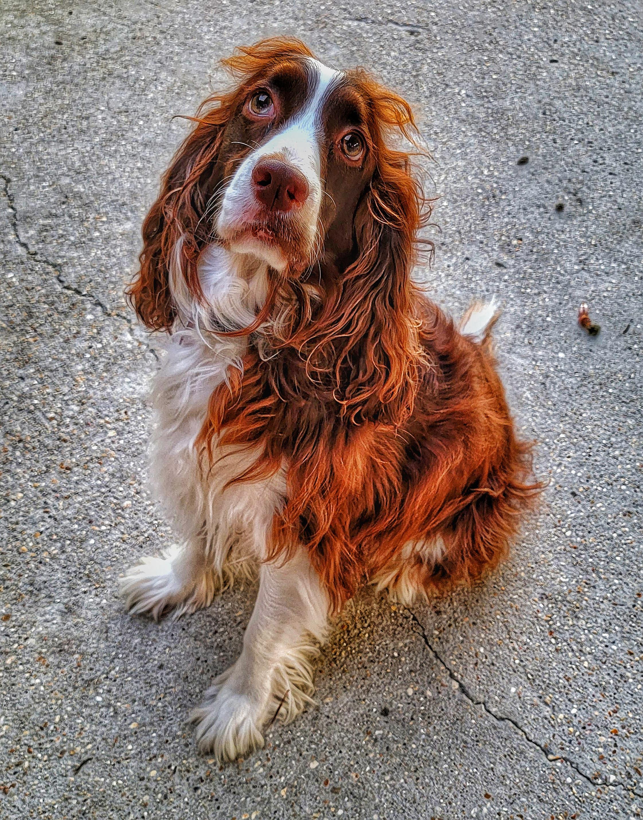 ITAP a pic of my Springer, Ripley! | Scrolller