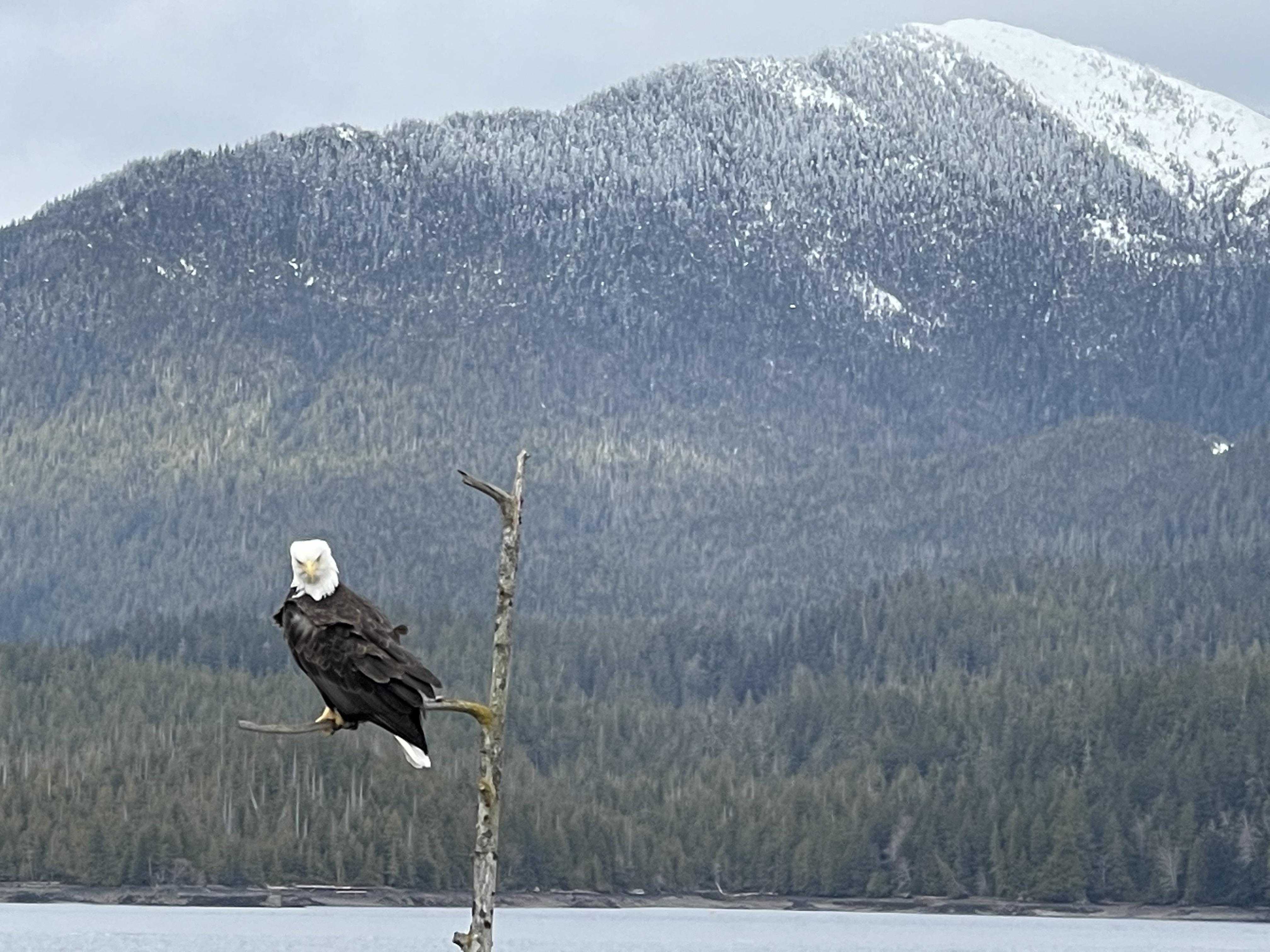ITAP of a Bald Eagle | Scrolller