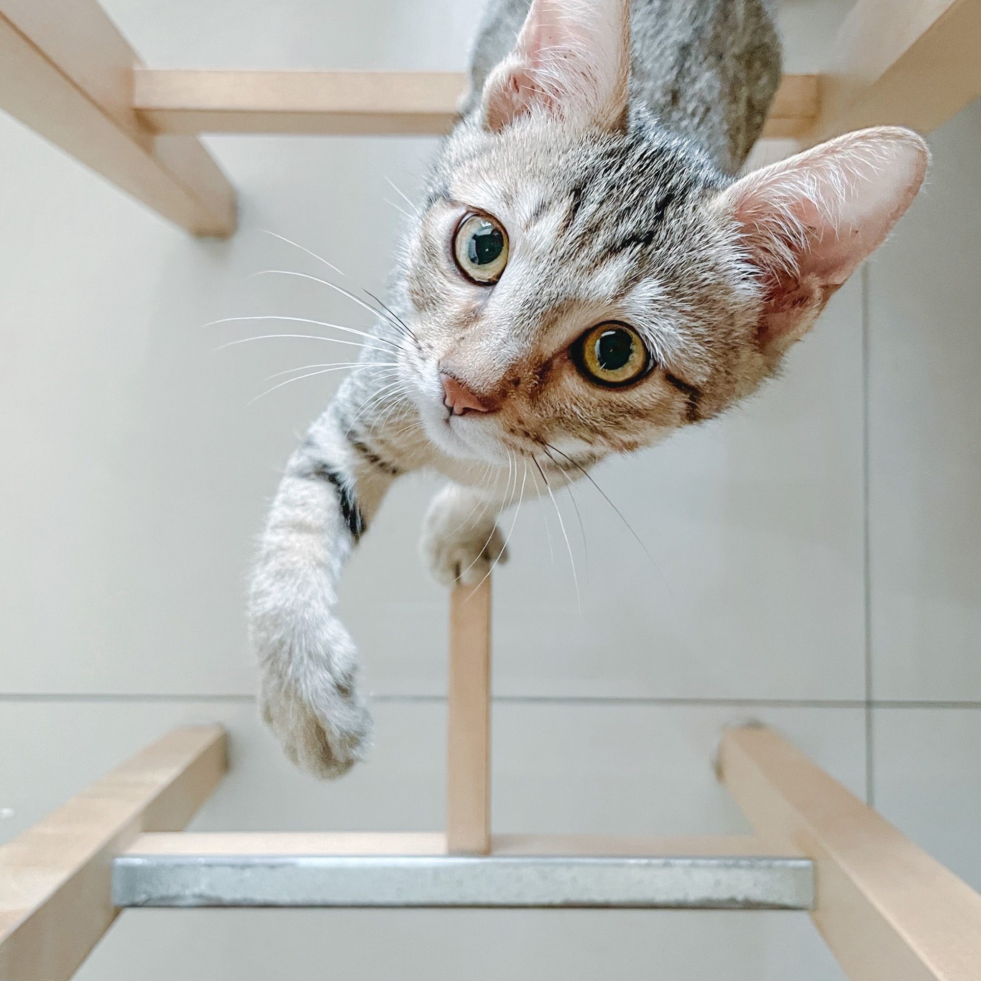 ITAP of a cat | Scrolller